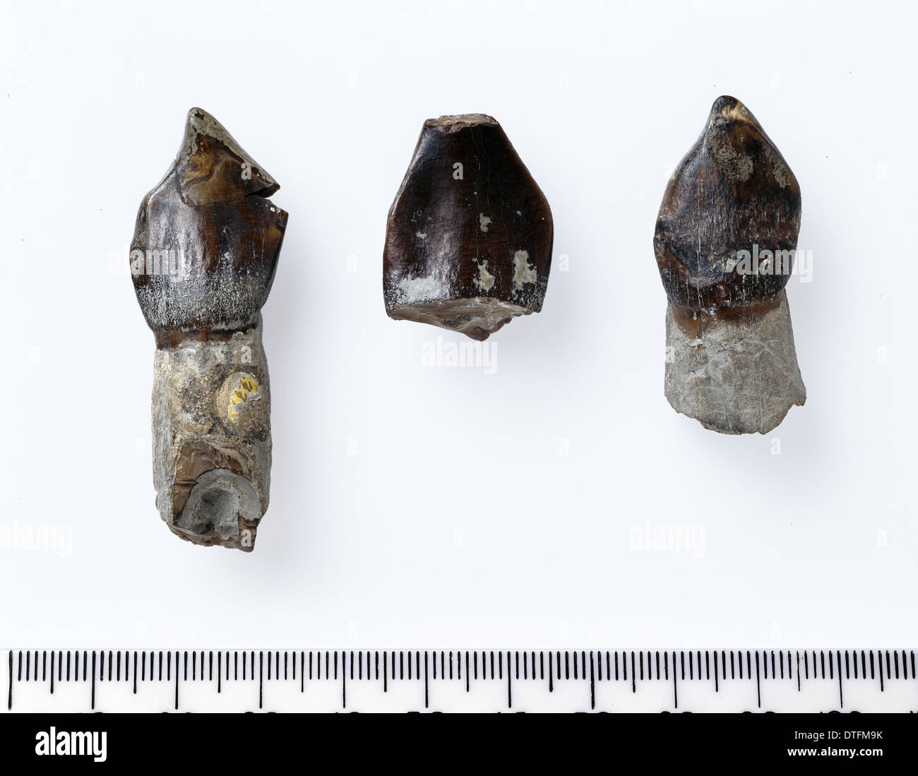 Dinosaur fossil teeth herbivore hi-res stock photography and images - Alamy