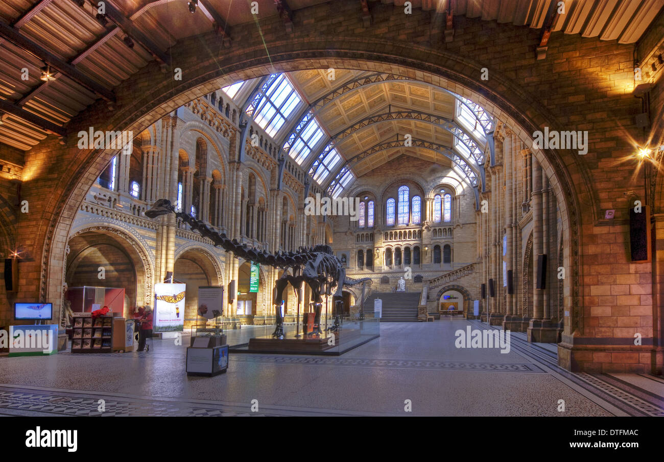 The Central Hall of the Natural History Museum, London Stock Photo - Alamy