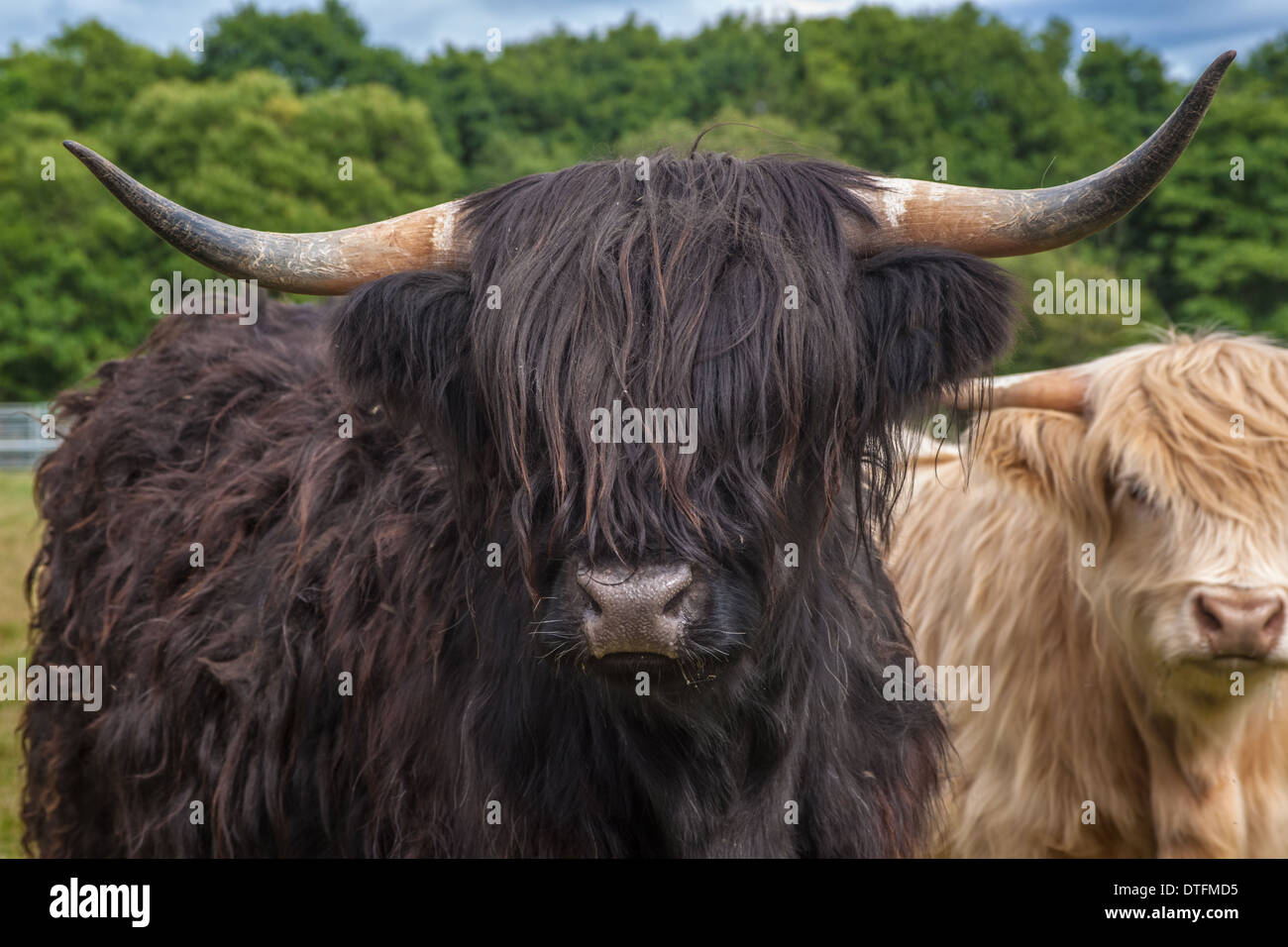 Scottish Longhorn Cow / Cattle Stock Photo - Alamy
