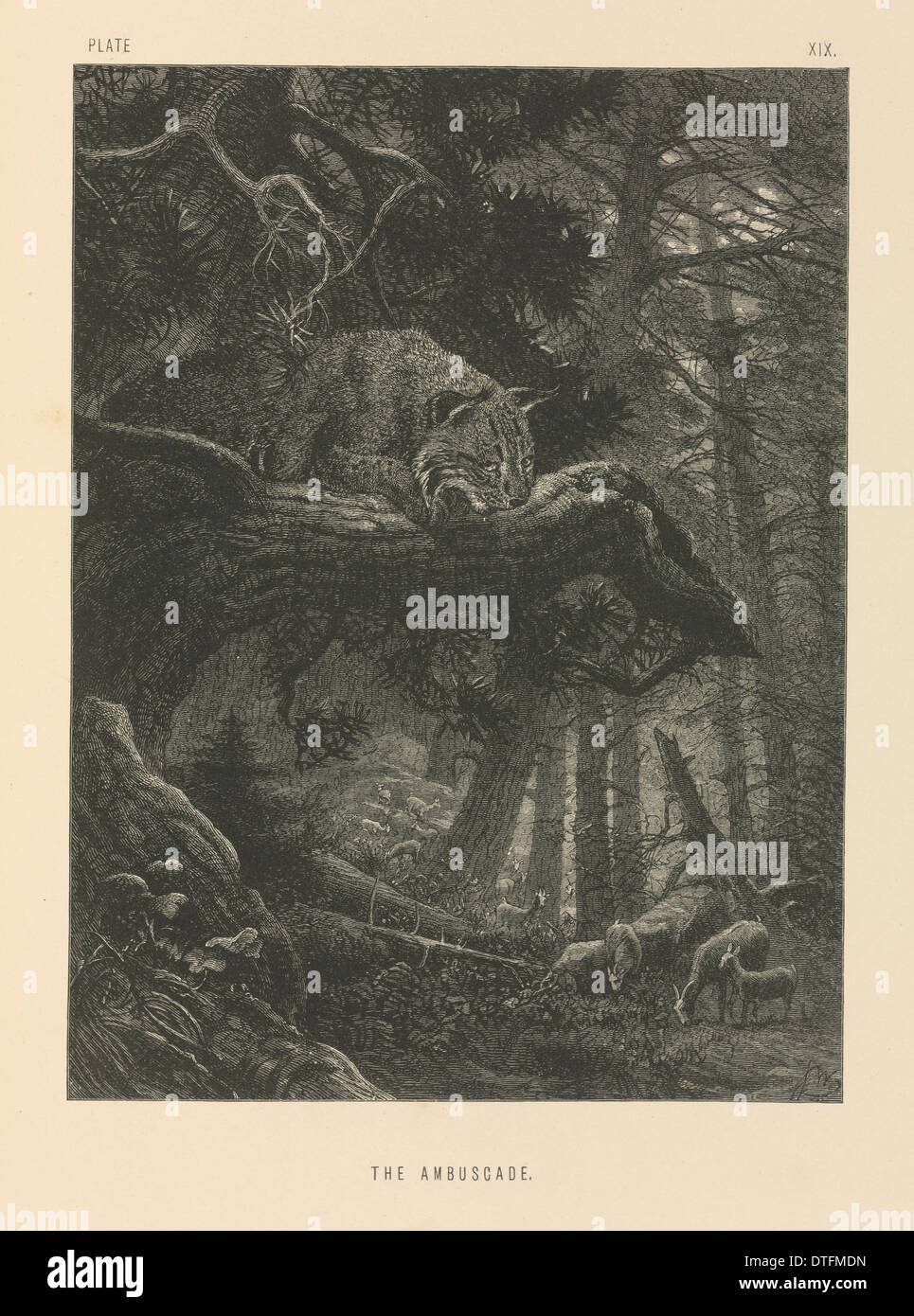 Jungle clearing illustration hi-res stock photography and images - Alamy