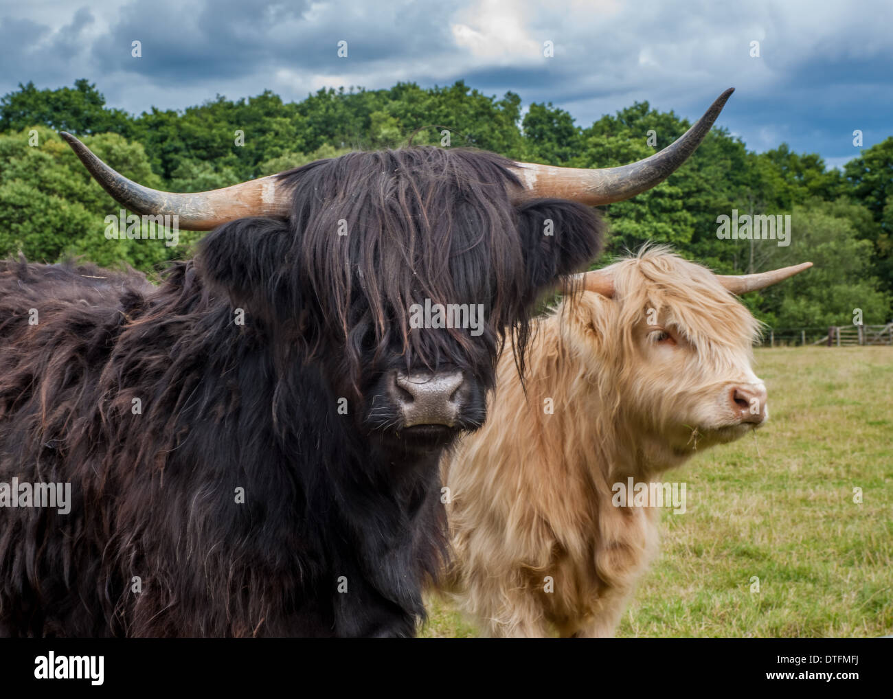 Highland cattle longhorn hi-res stock photography and images - Alamy