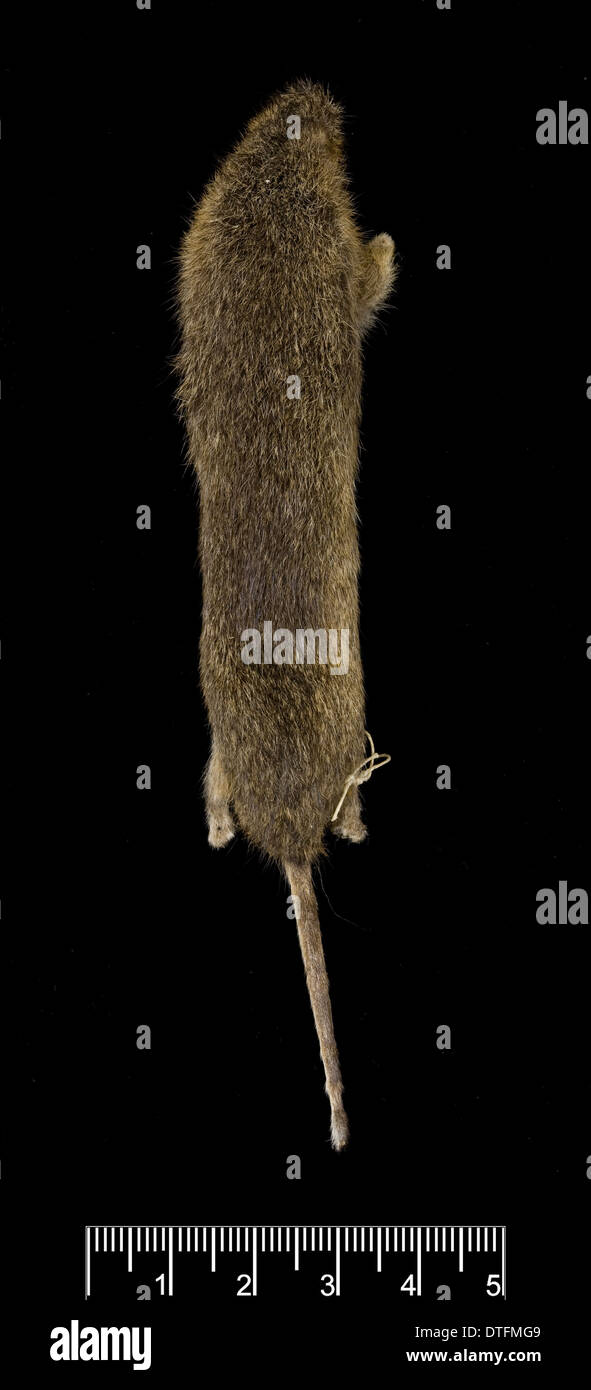 Shrewish hi-res stock photography and images - Alamy