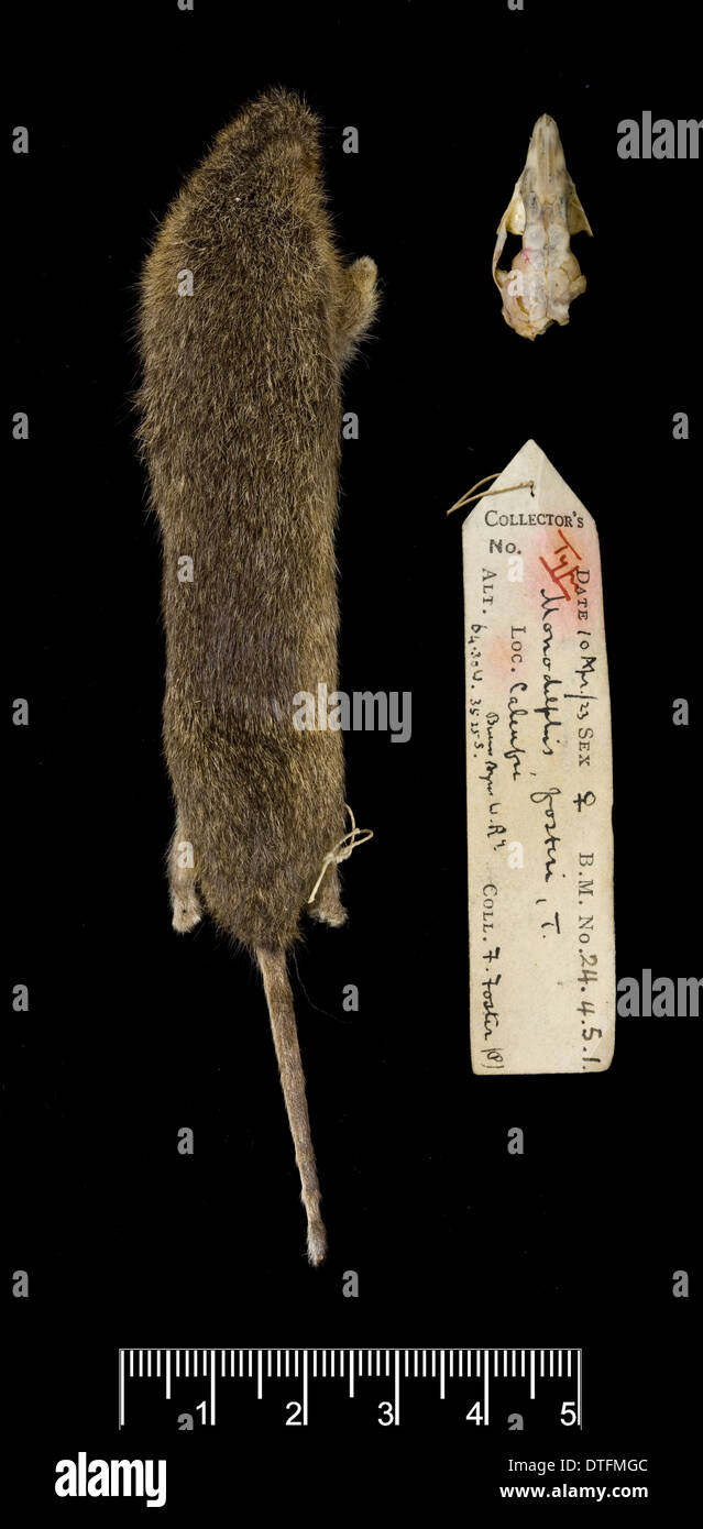 Monodelphis fosteri, shrewish short-tailed opossum Stock Photo - Alamy