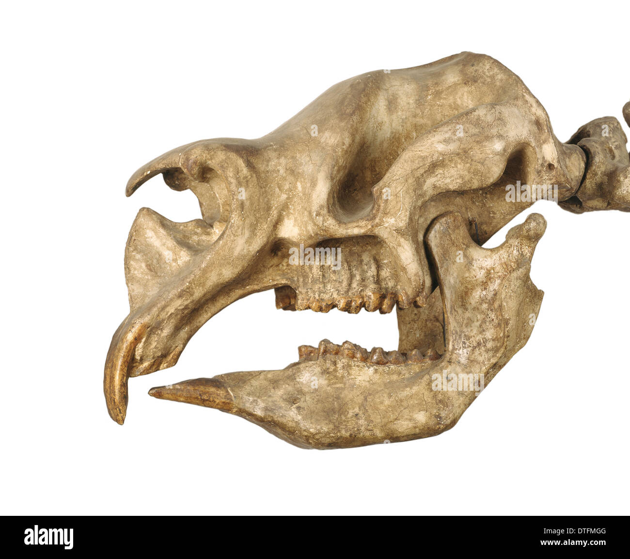 Embolotherium Skeleton