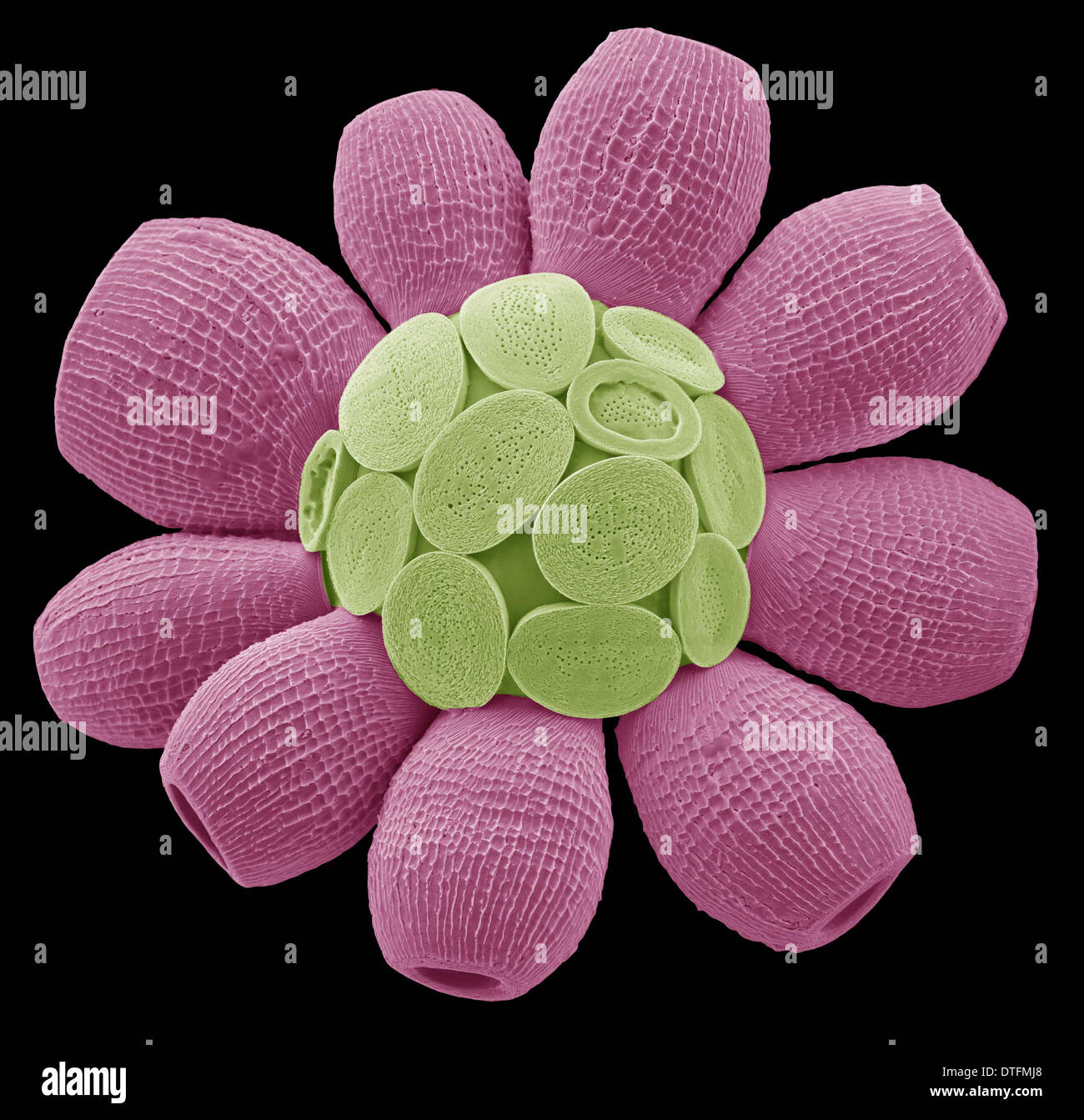 Algae microscope protist hi-res stock photography and images - Alamy