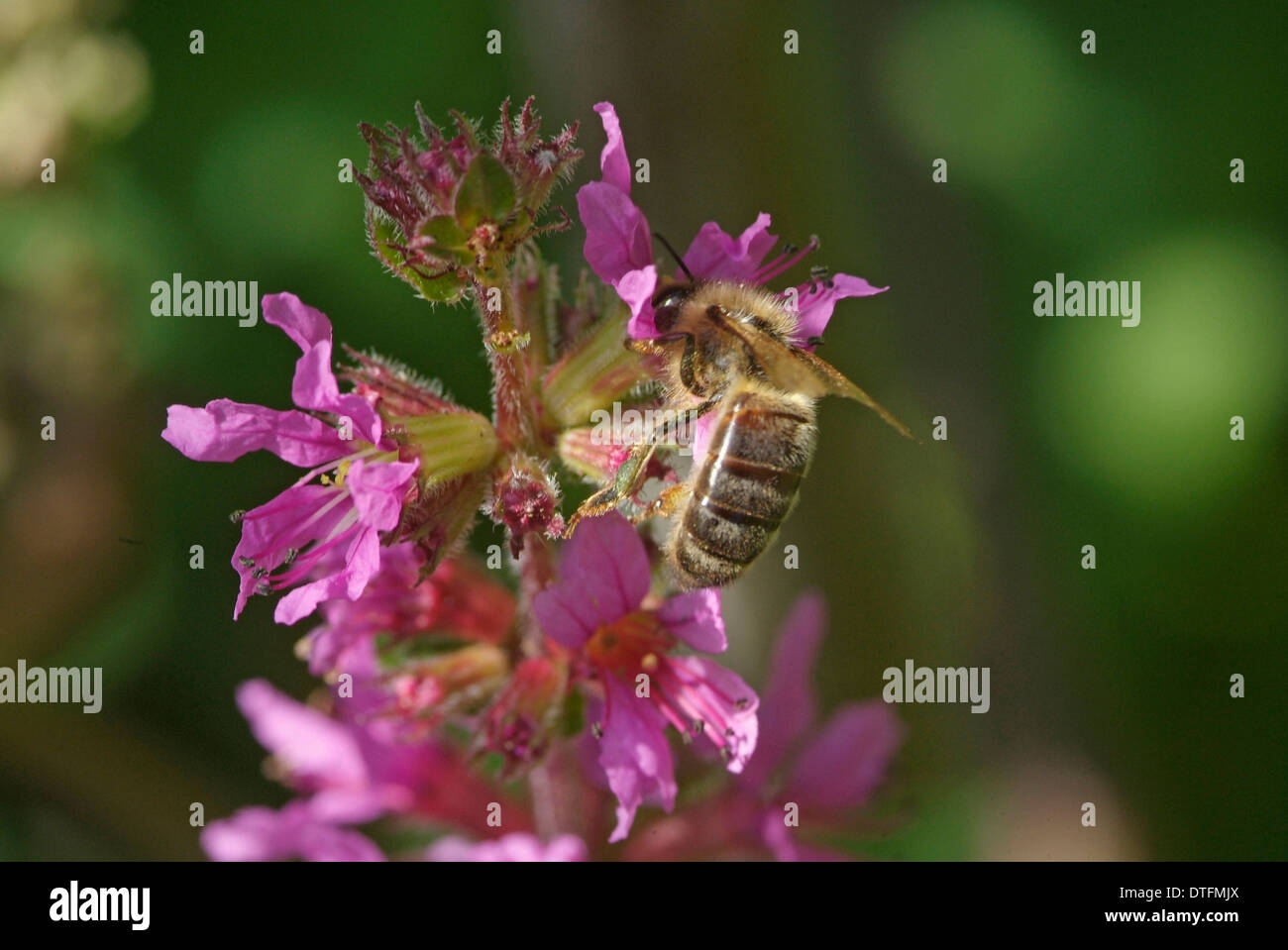 Apis mellifera, European honey bee Stock Photo - Alamy