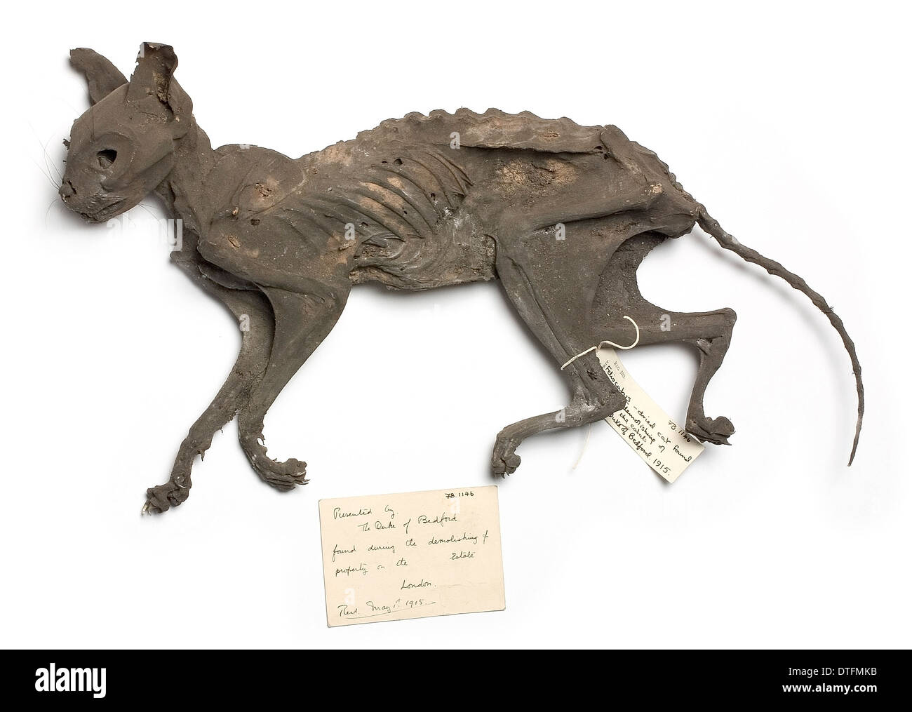 Naturally Mummified Felis Catus Cat Stock Photo Alamy