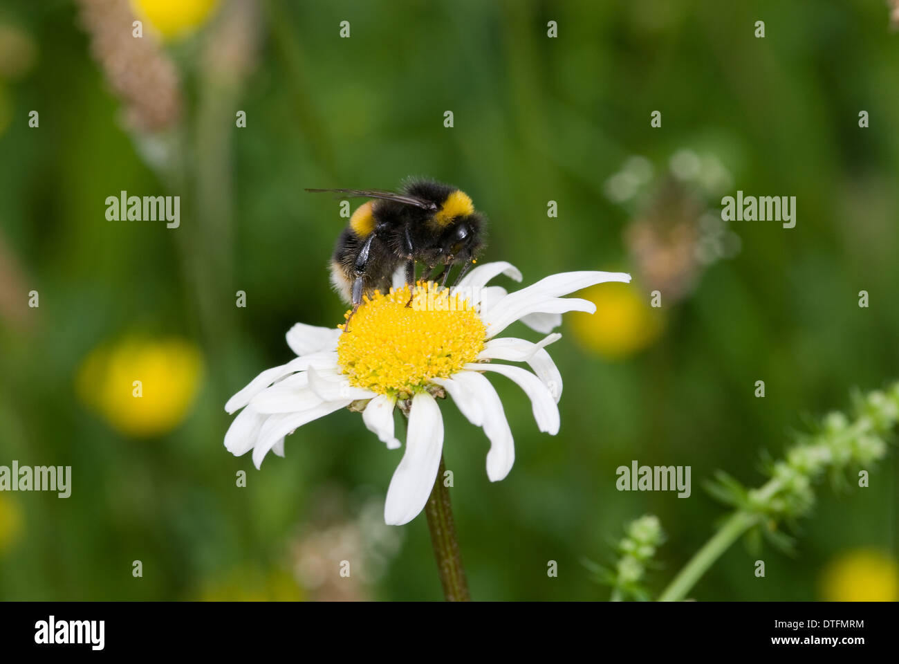Bombus sp, bumble bee Stock Photo - Alamy