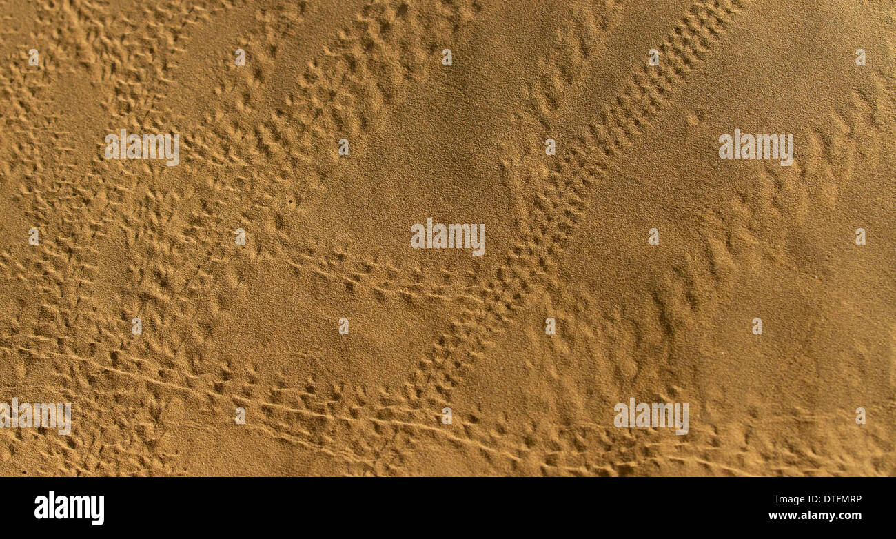 Animal tracks on sand dune Stock Photo - Alamy