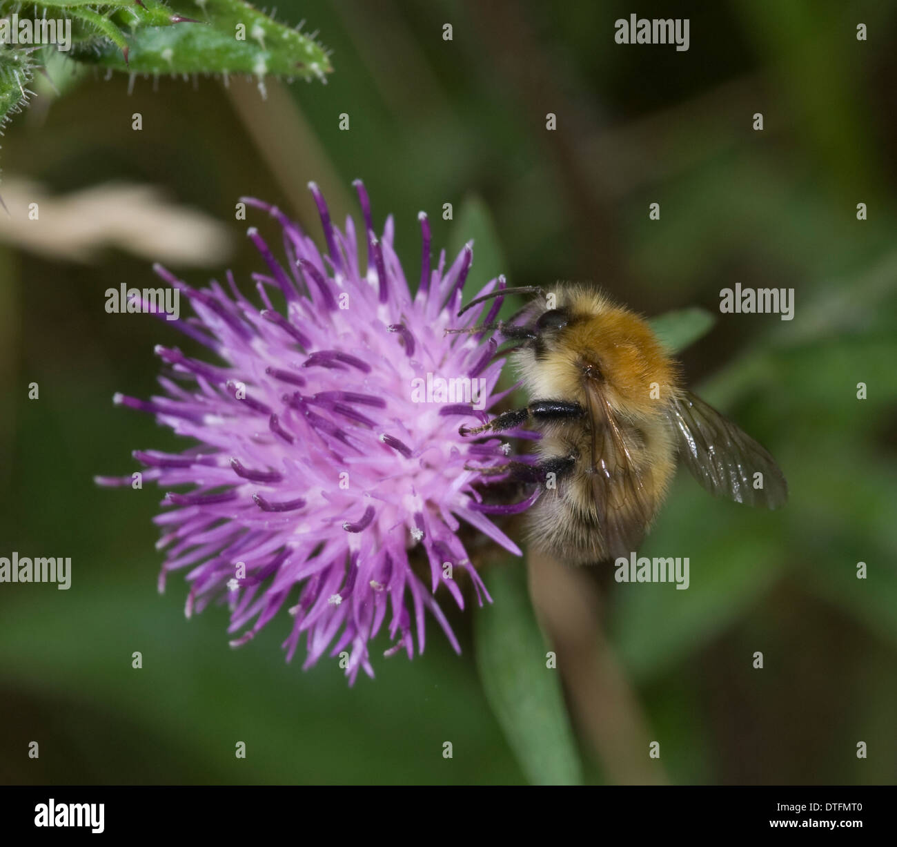 Common carder bumble bee hi-res stock photography and images - Alamy