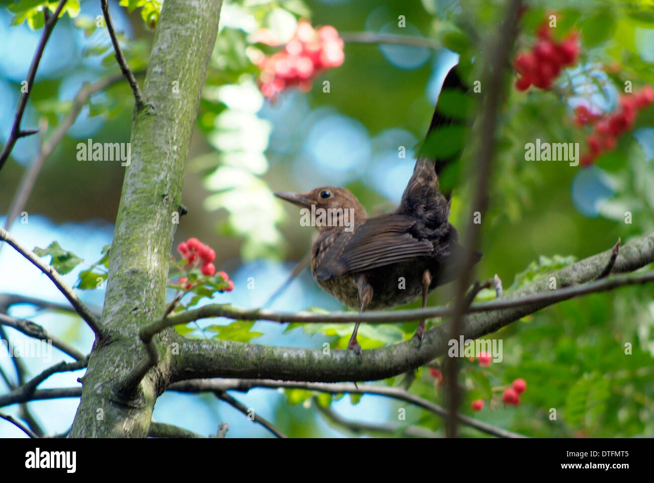 Blackbird turdus merula turdidae hi-res stock photography and images ...