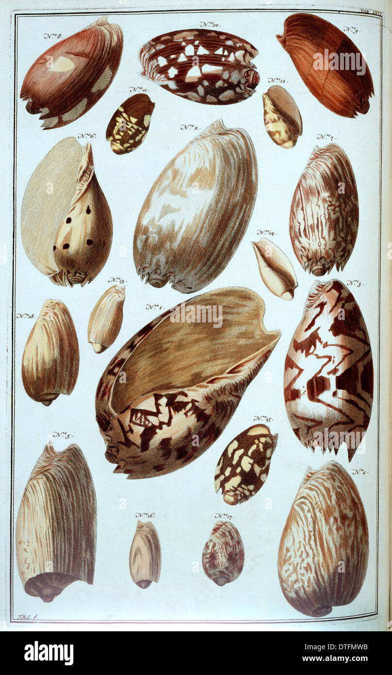 Collection of shells Stock Photo - Alamy