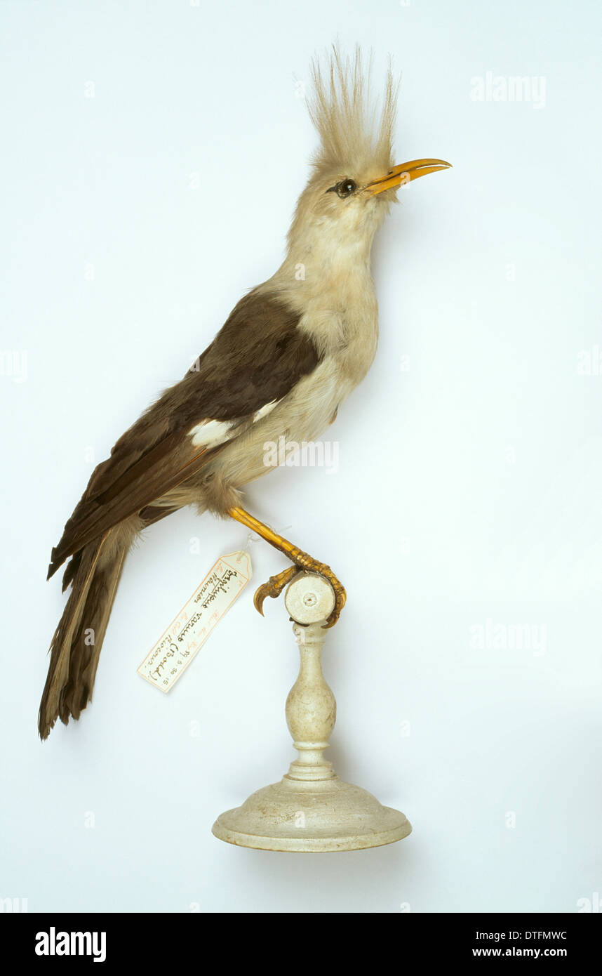 White crested starling hi-res stock photography and images - Alamy