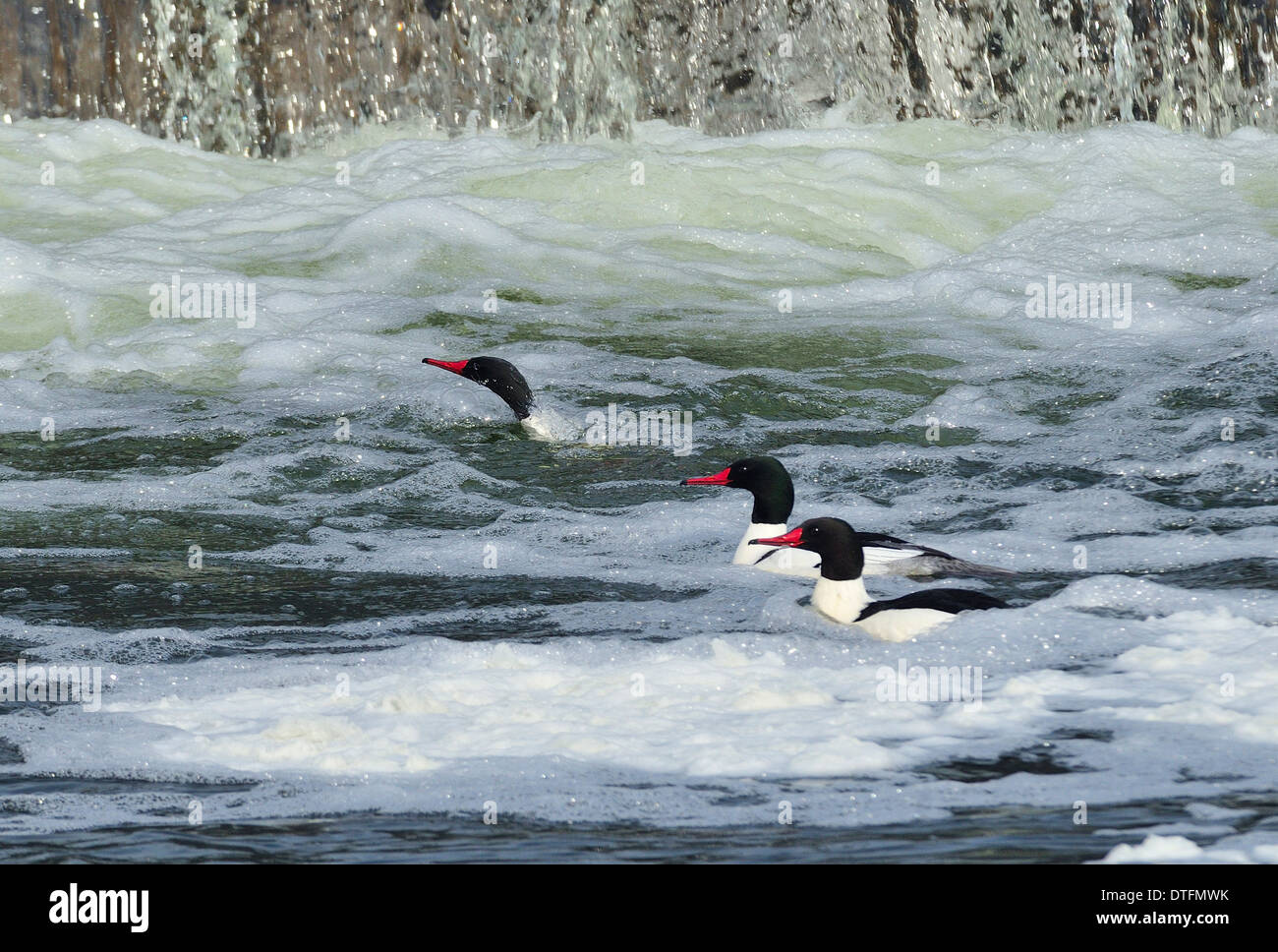 Common Mergansers fishing beneath waterfalls. Mergus merganser Stock ...