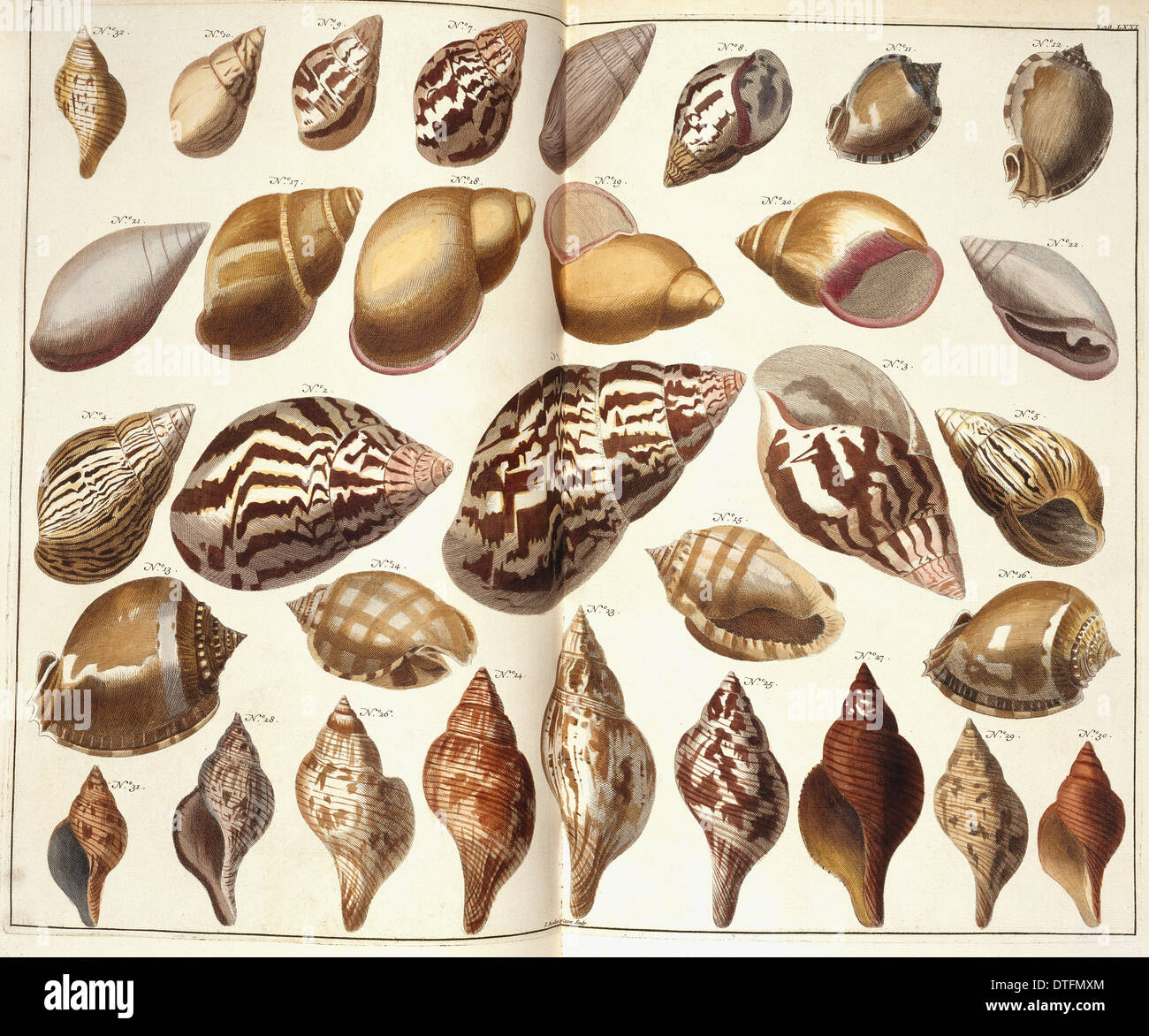 Long shells hi-res stock photography and images - Alamy