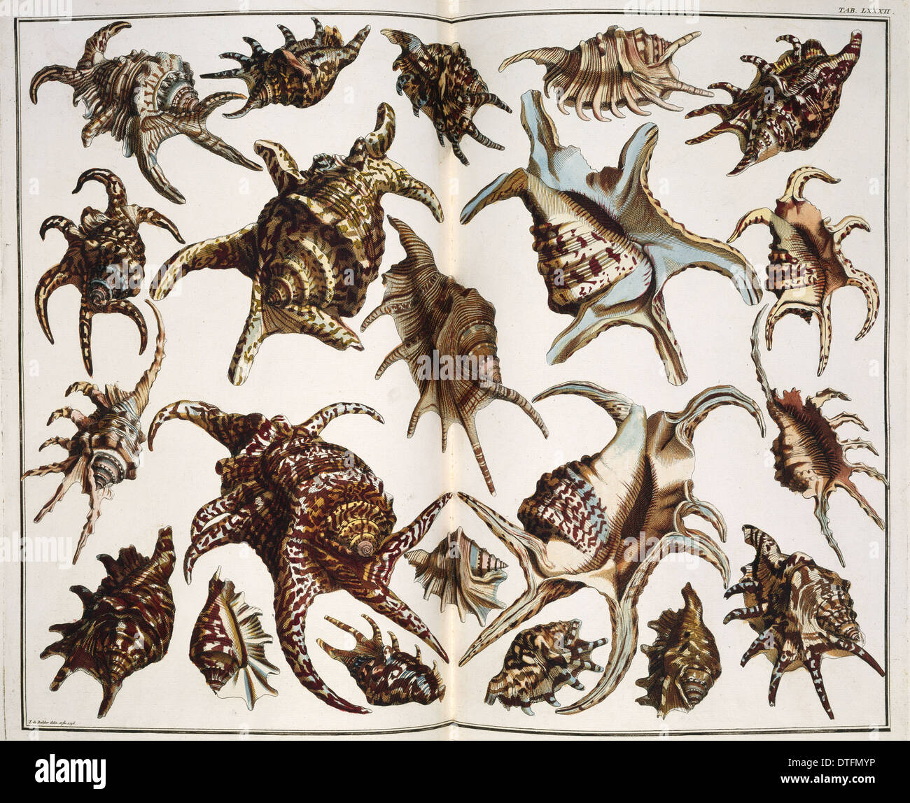 Collection of shells Stock Photo - Alamy