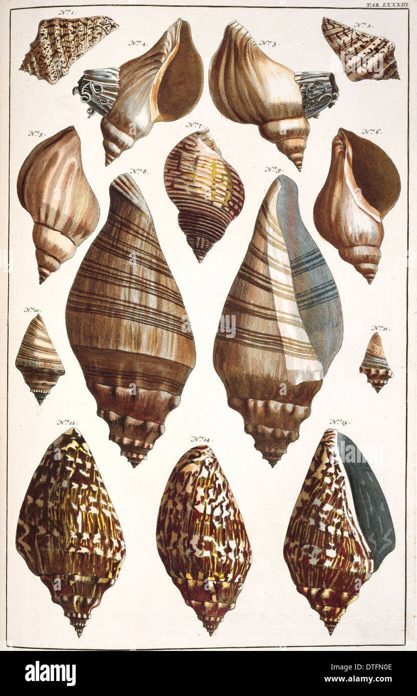 Collection of shells Stock Photo - Alamy