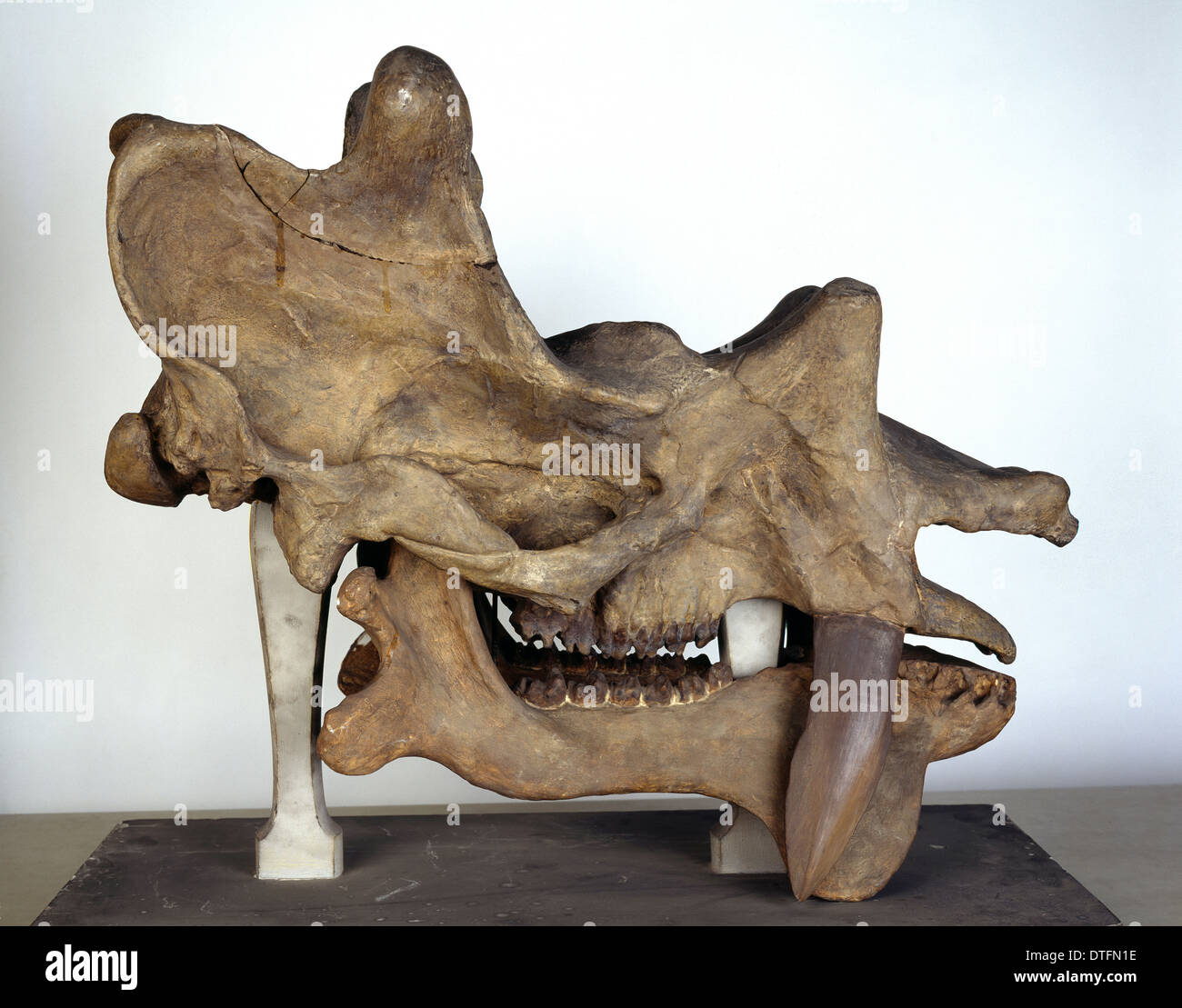 Uintatherium skull hi-res stock photography and images - Alamy