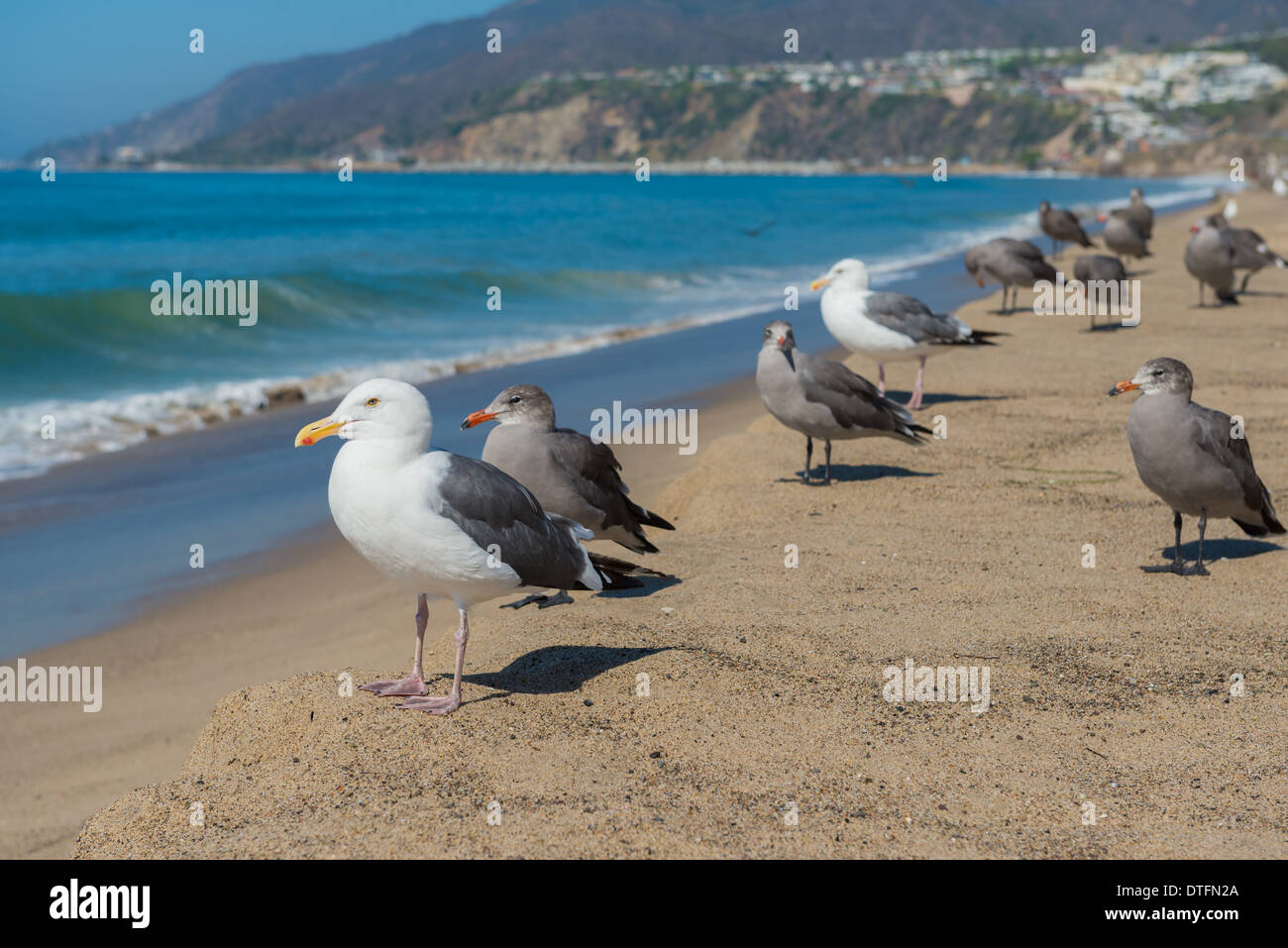 Close up seagulls beach hi-res stock photography and images - Alamy