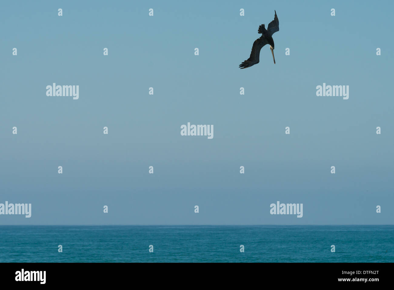Close up of a pelican hunting in Pacific ocean, California Stock Photo ...