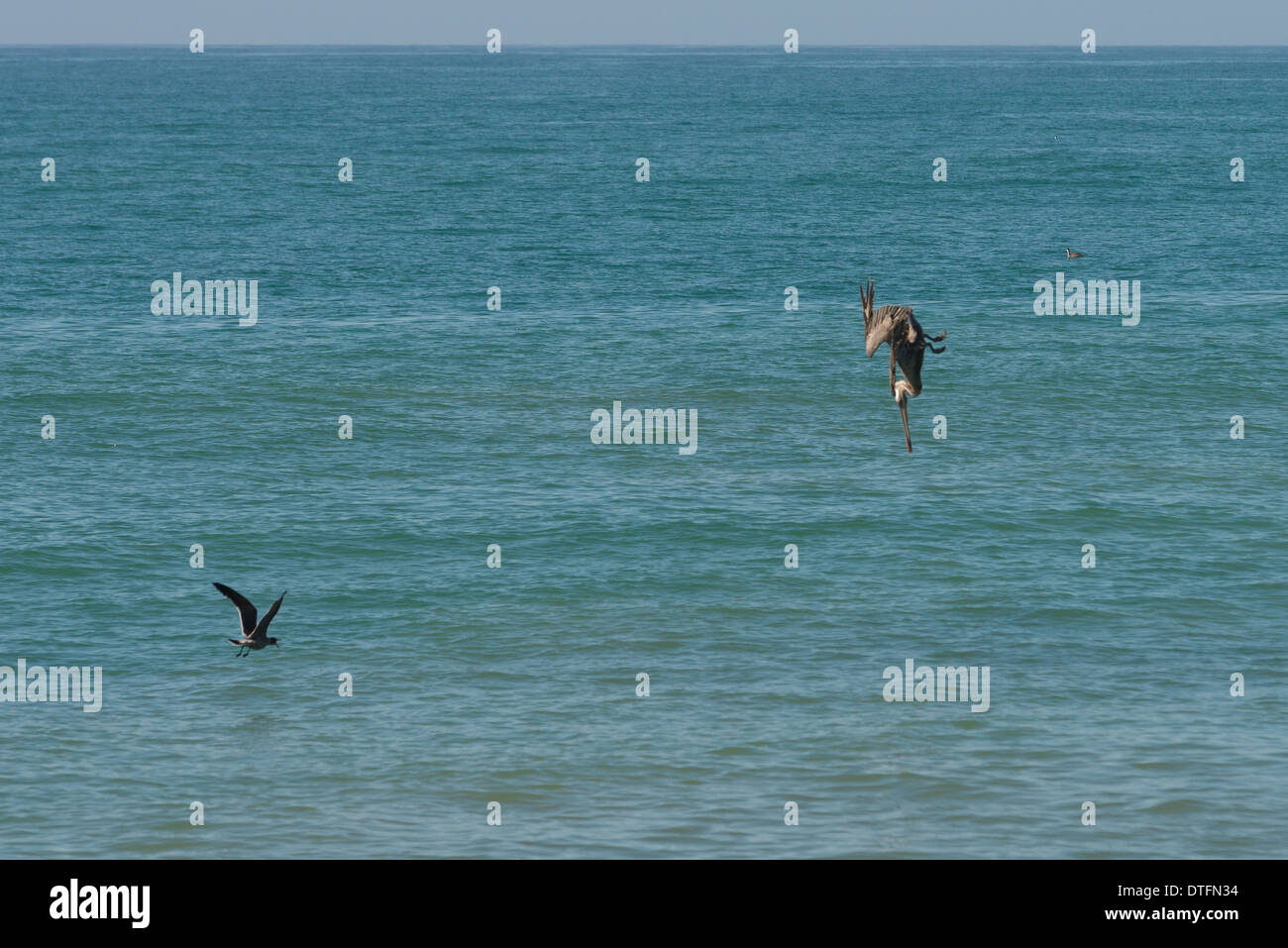 Close up of a pelican hunting in Pacific ocean, California Stock Photo ...