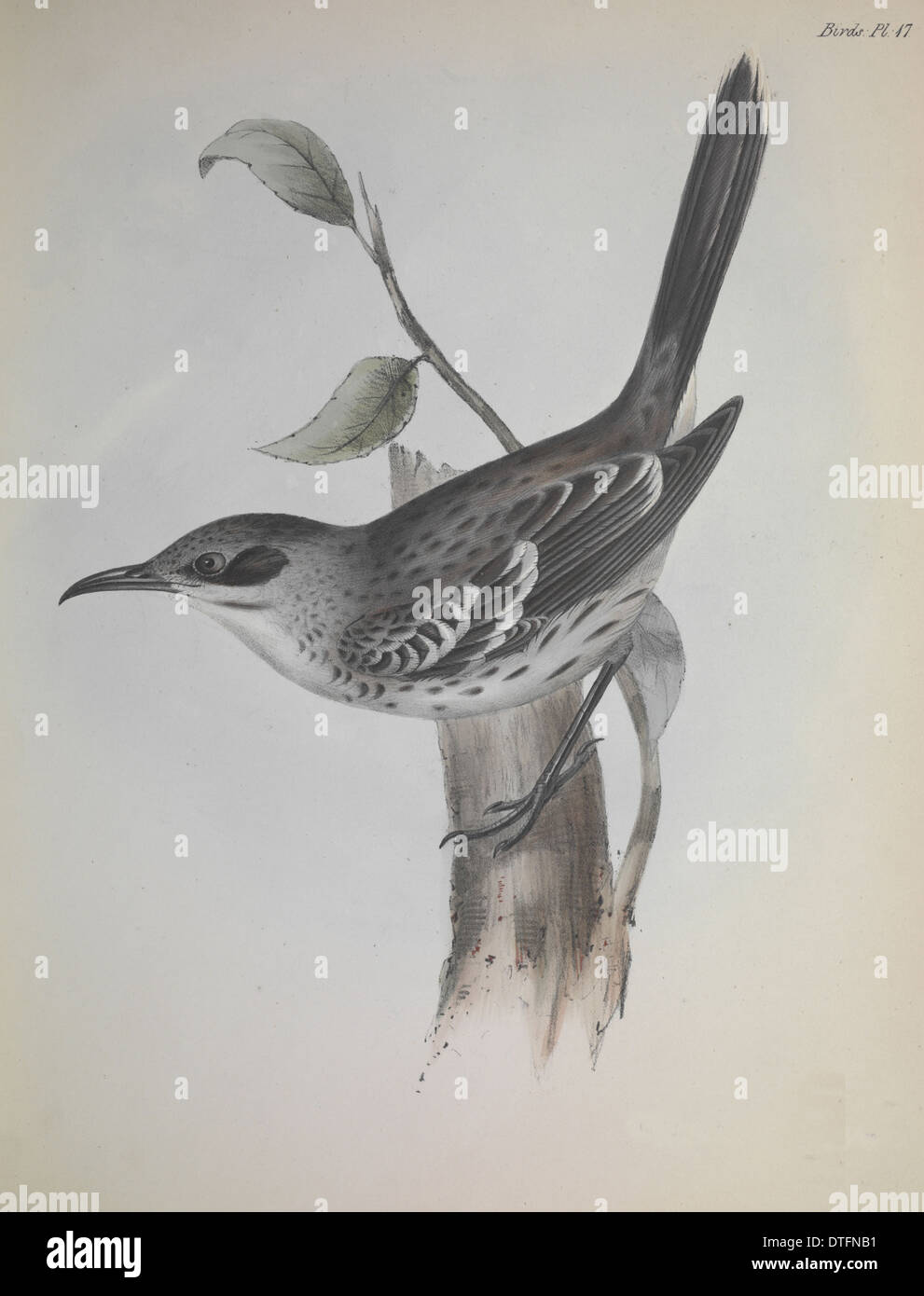 Darwin200 voyage hi-res stock photography and images - Alamy