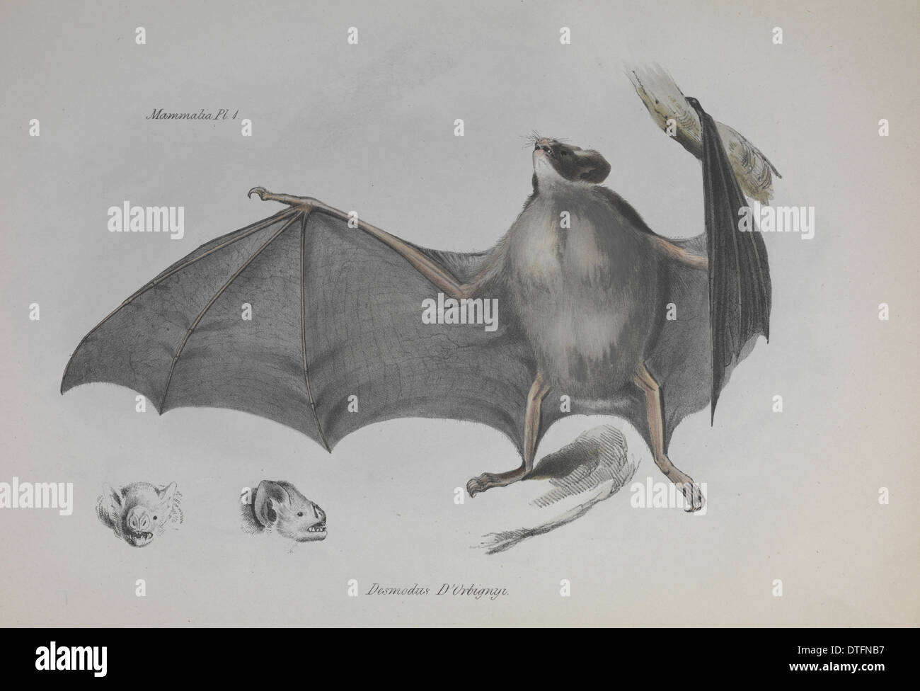 Chiroptera bat hi-res stock photography and images - Alamy