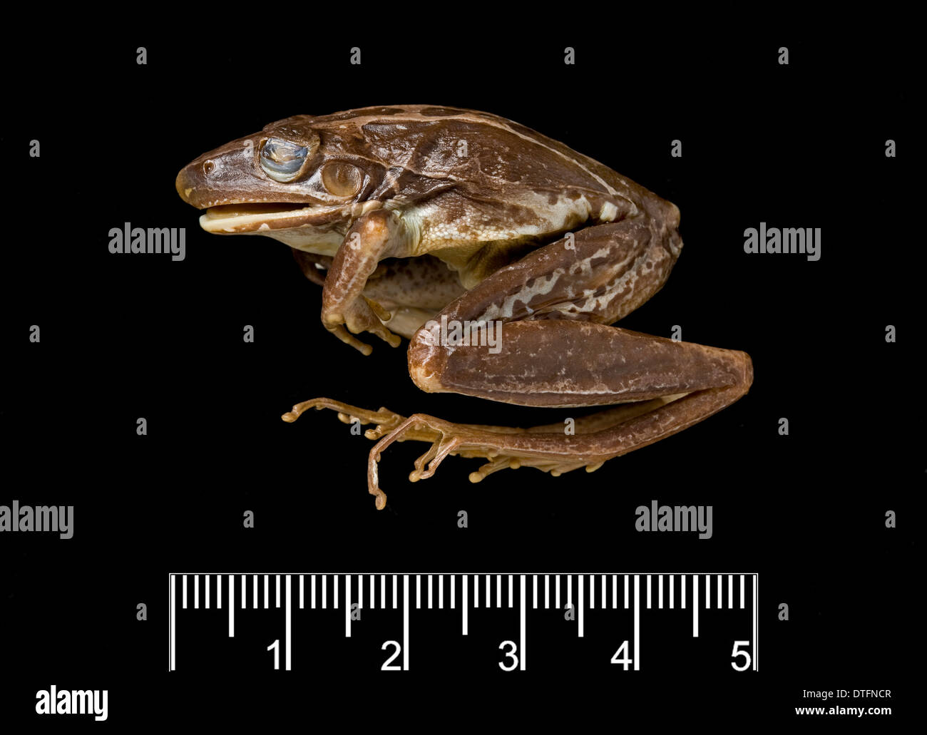 Striped rocket frog hi-res stock photography and images - Alamy