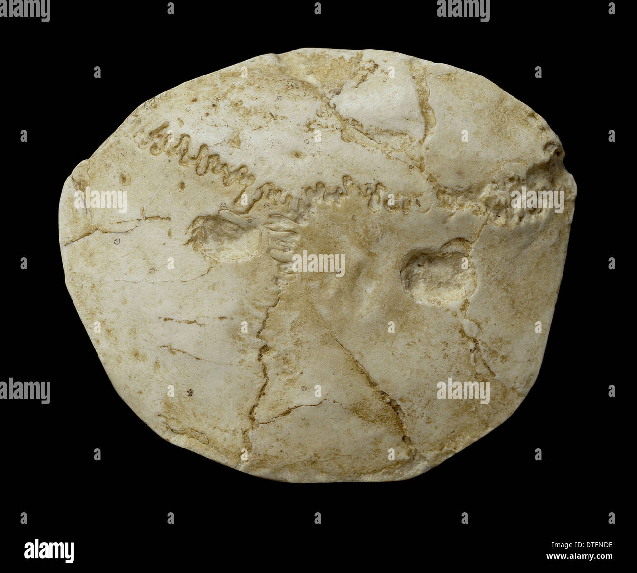 Paranthropus robustus cranium with perforations Stock Photo - Alamy