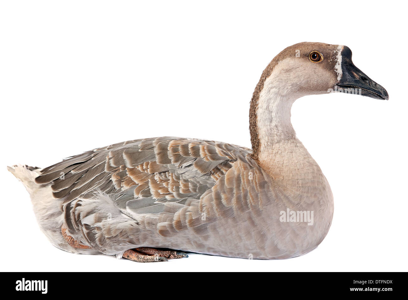 Large gray bird hi-res stock photography and images - Alamy