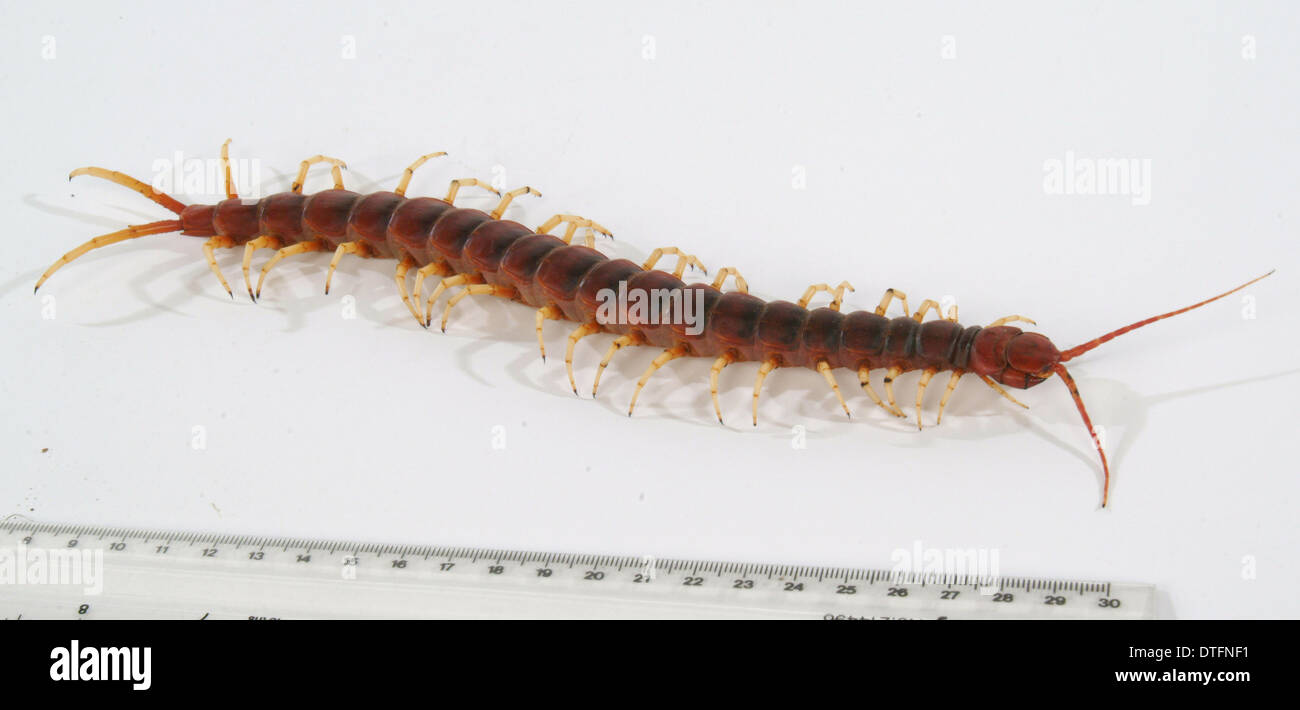 Peruvian giant yellowleg centipede hi-res stock photography and images ...