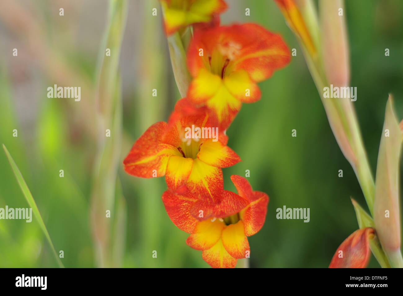 Bermuda Flowers High Resolution Stock Photography and Images - Alamy