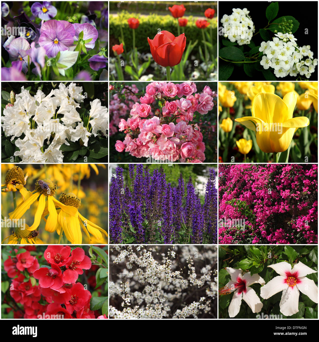 Collection of colorful flowers Stock Photo - Alamy
