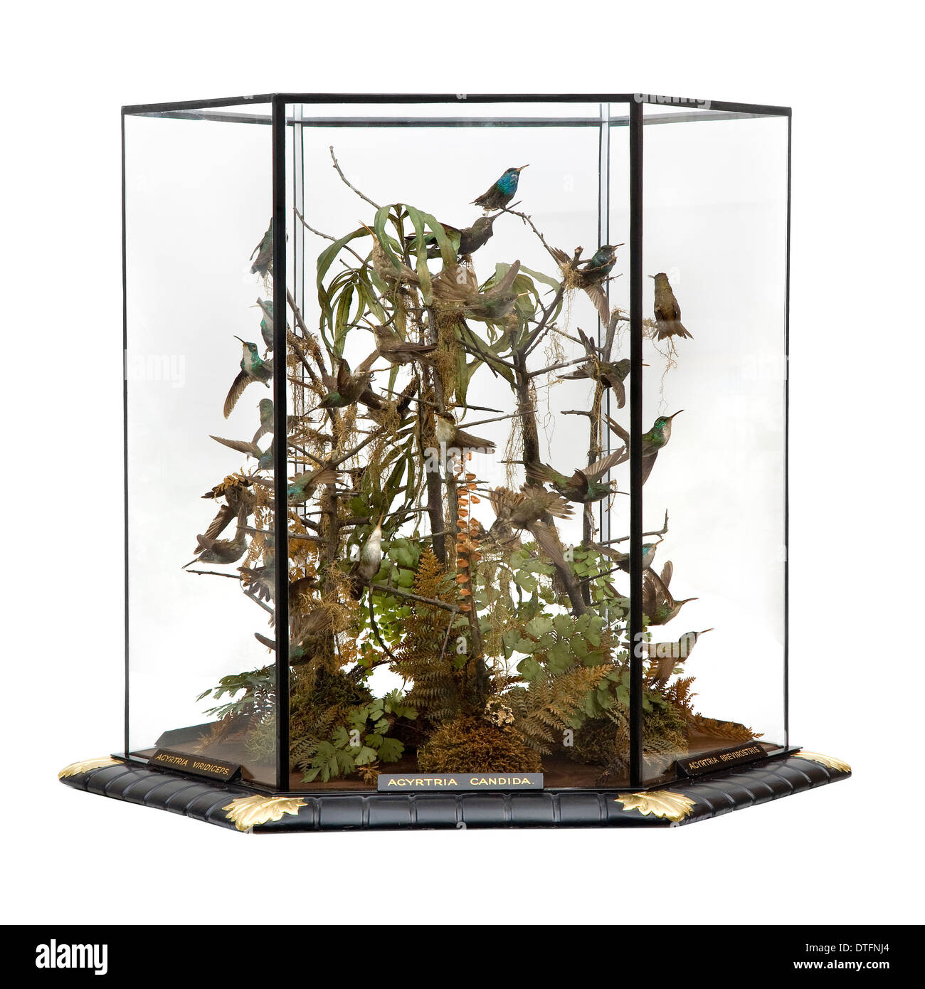 Display victorian hi-res stock photography and images - Alamy