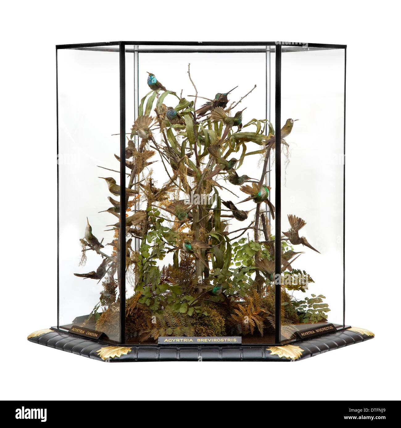 Agyrtria brevirostris, hummingbird display Stock Photo - Alamy