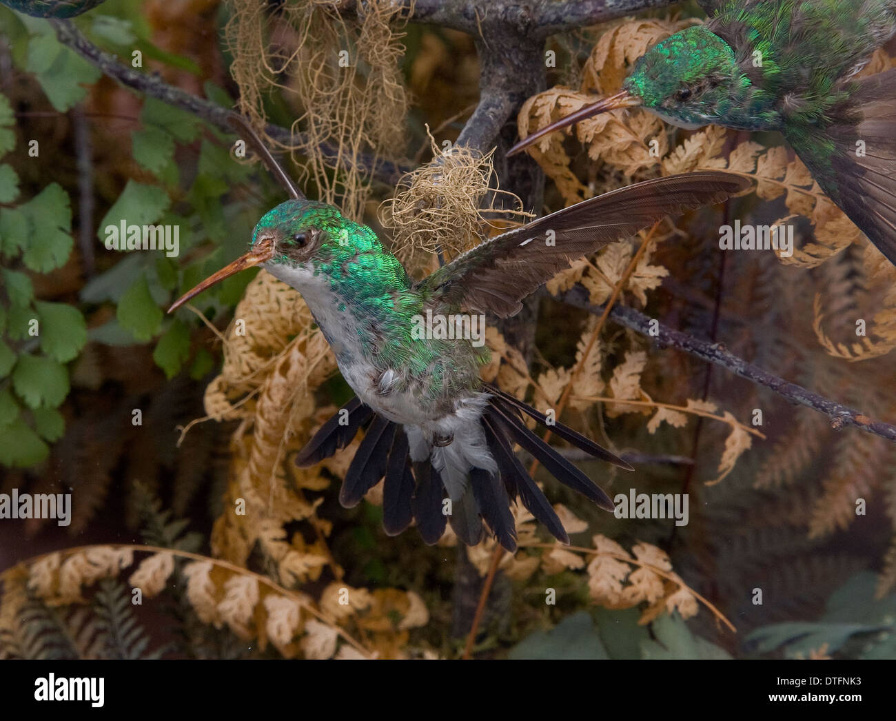 Hummingbird specimen hi-res stock photography and images - Alamy