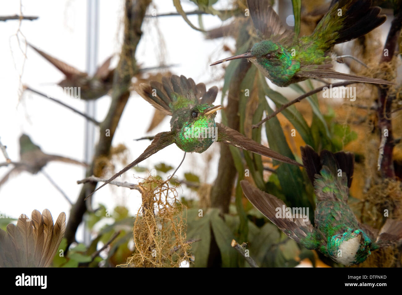 Apodiformes hi-res stock photography and images - Alamy