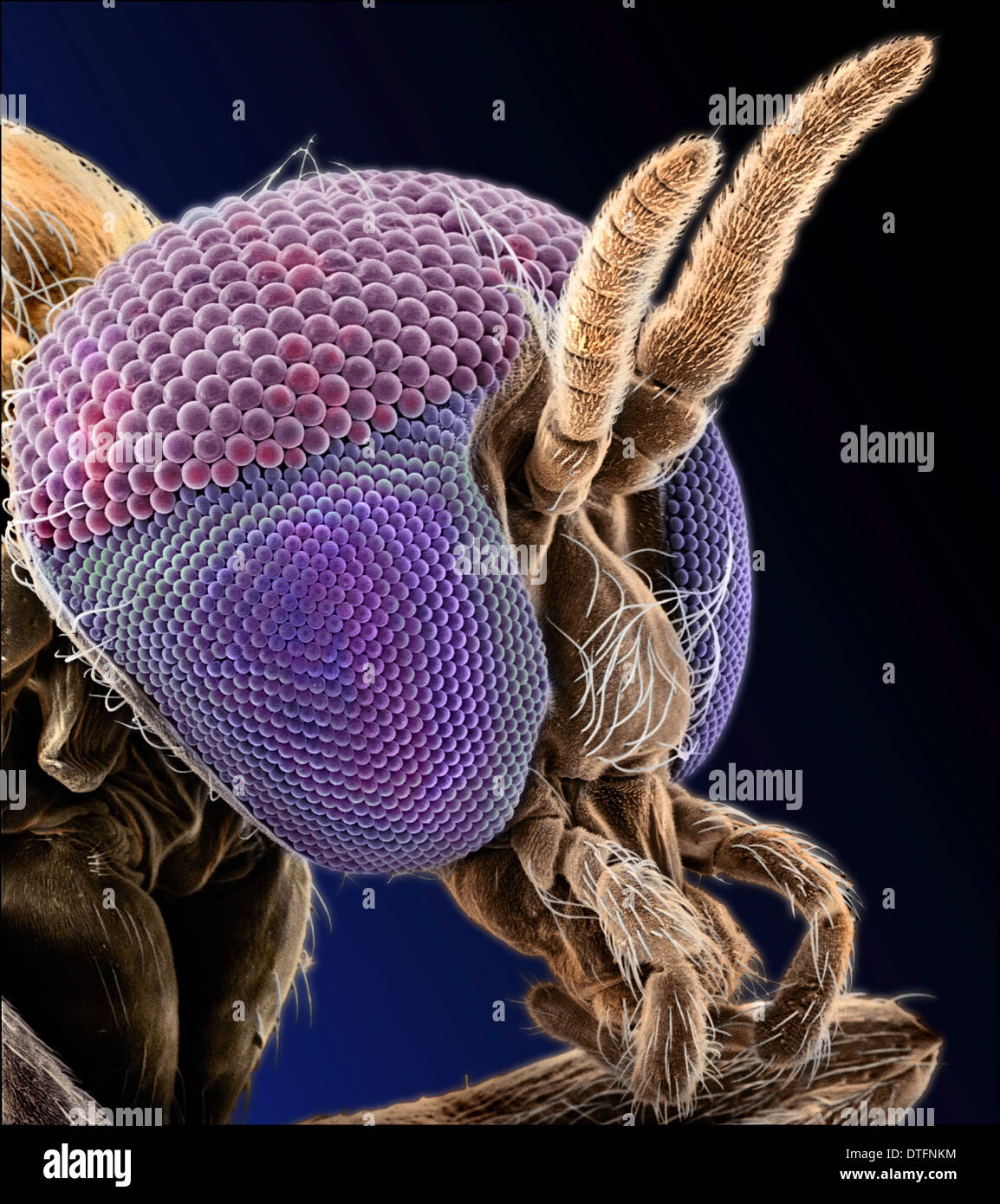 Simulium hi-res stock photography and images - Alamy