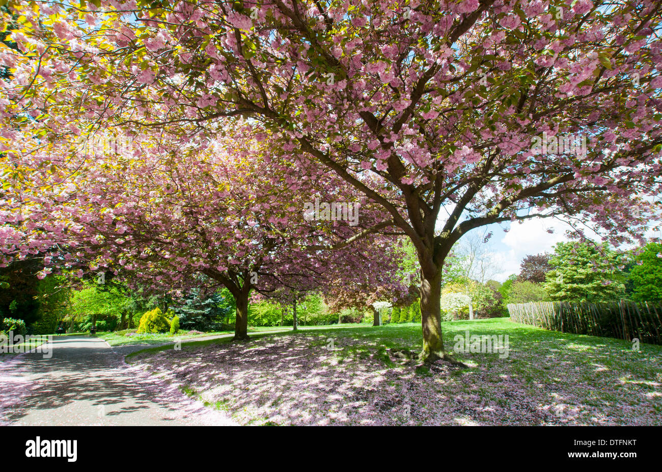 Trees covered in spring blossom at the Arboretum City Park in ...