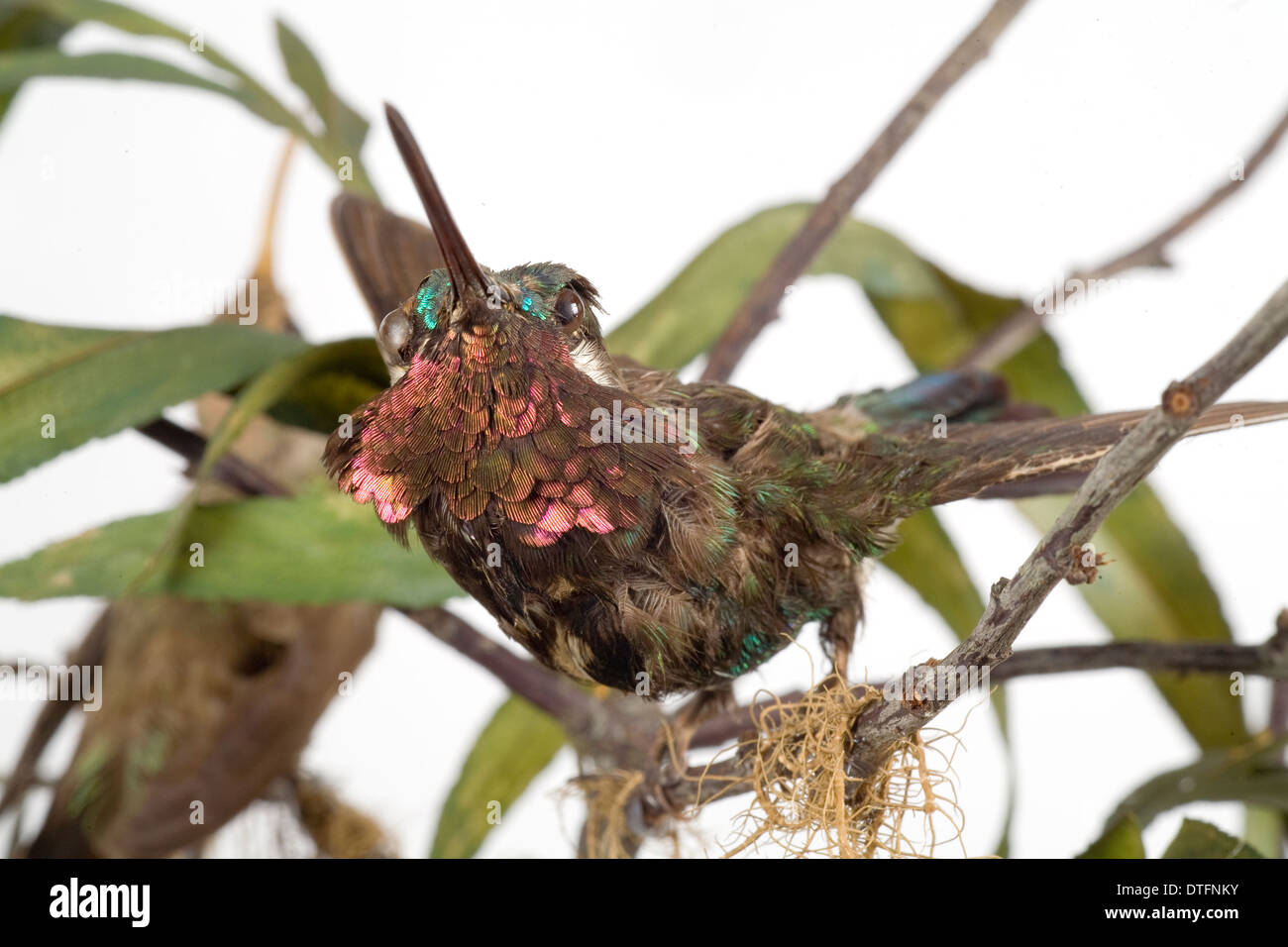 Specimen case hi-res stock photography and images - Alamy