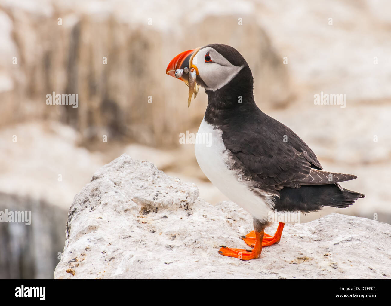Atlantic Puffin : Fratercula Arctica Stock Photo - Alamy