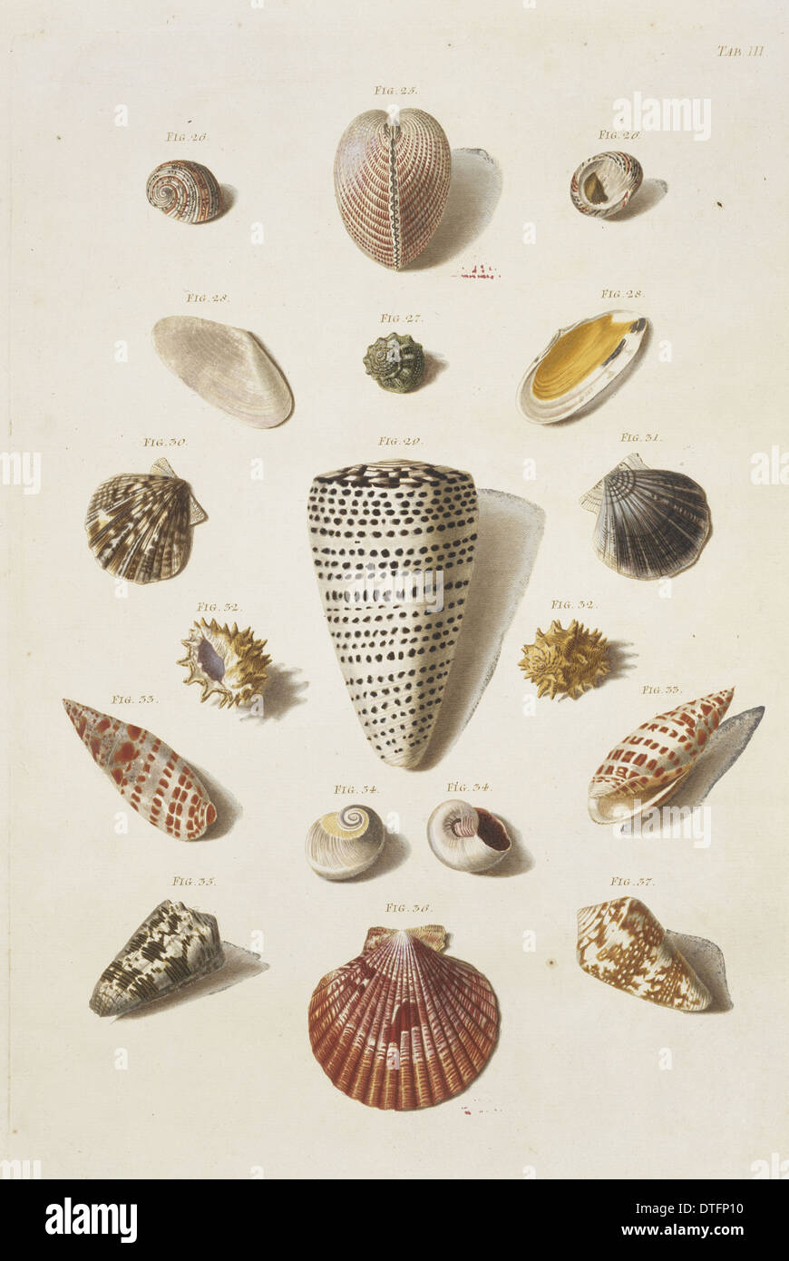 Collection of shells Stock Photo - Alamy