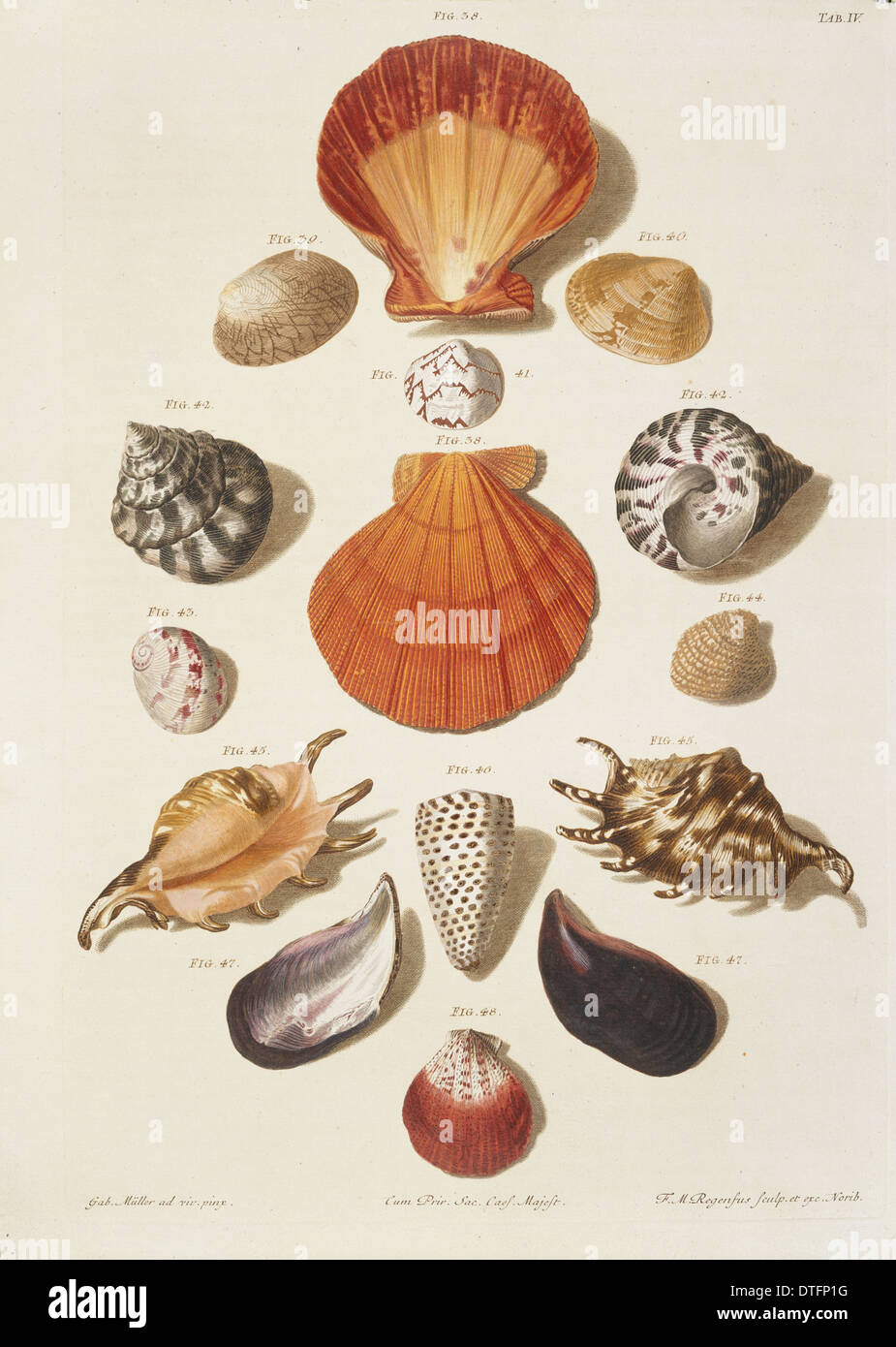 Collection of shells Stock Photo - Alamy