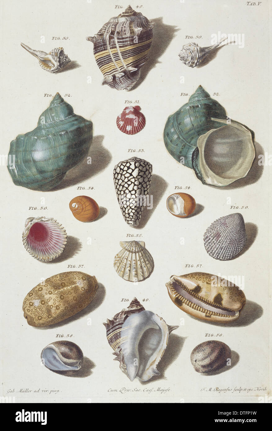 Collection of shells Stock Photo - Alamy