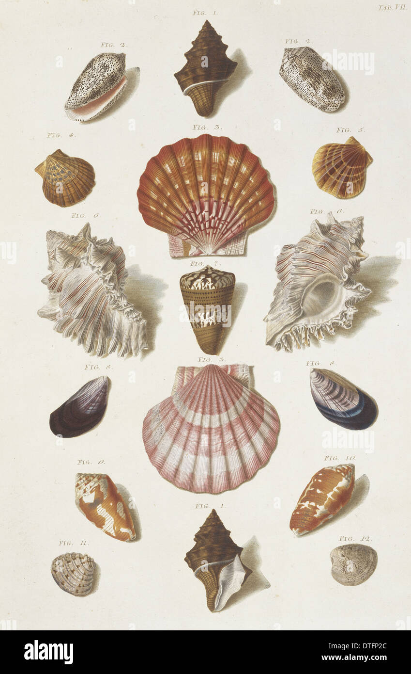 Collection of shells Stock Photo - Alamy