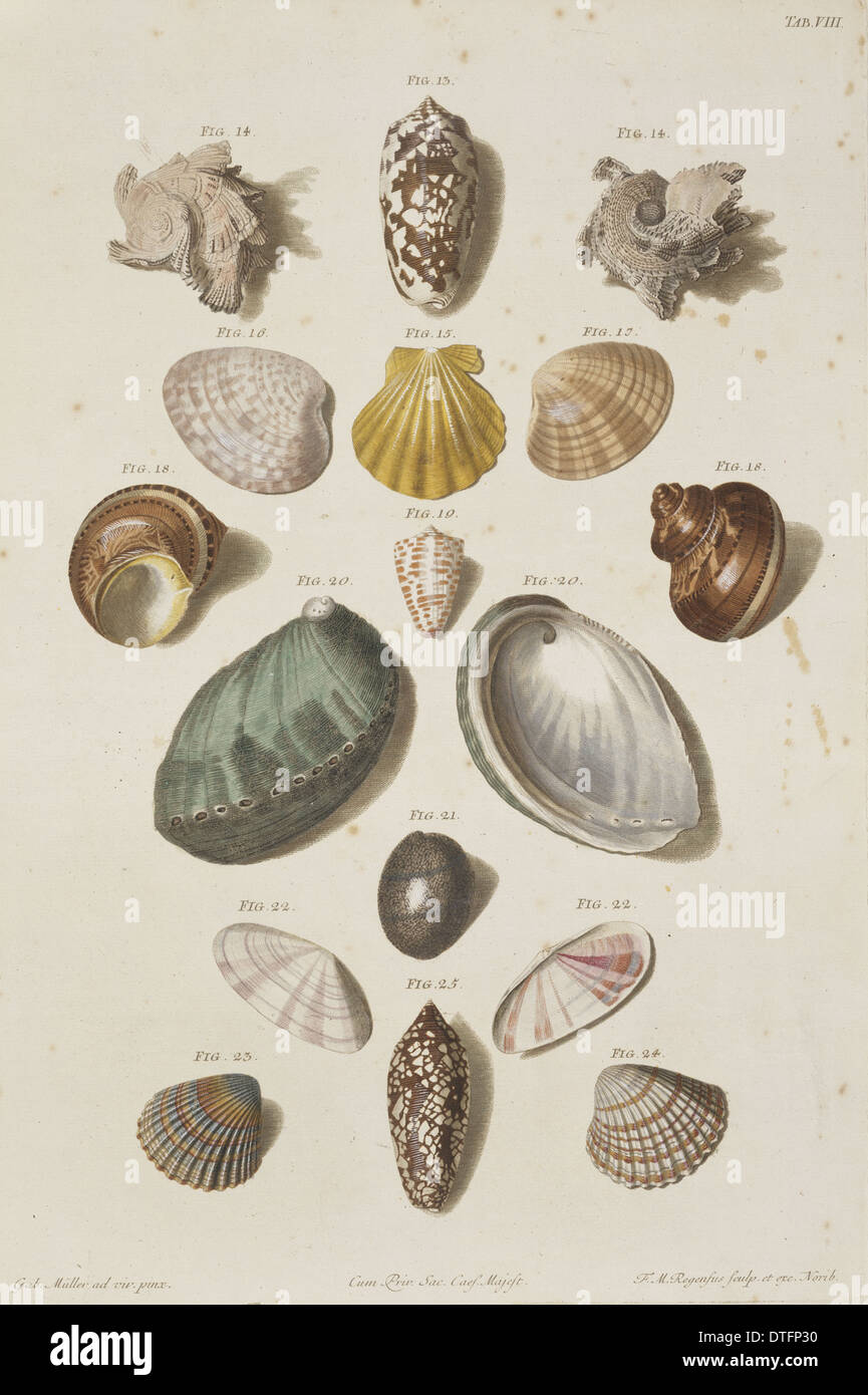 Collection of shells Stock Photo - Alamy