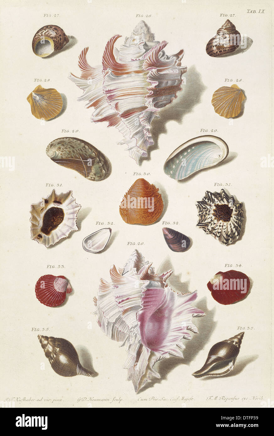 Collection of shells Stock Photo - Alamy