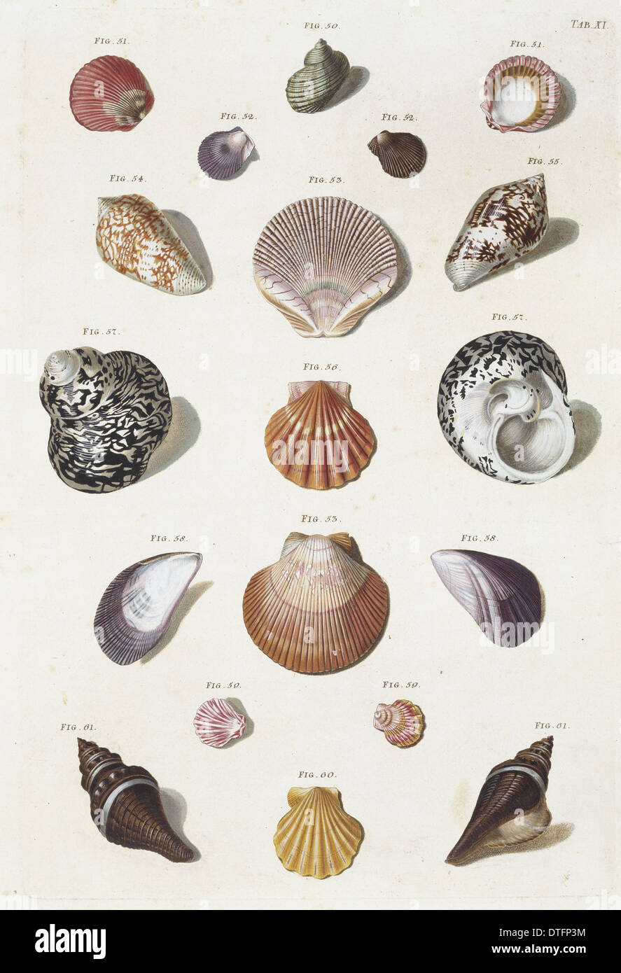 Collection of shells Stock Photo - Alamy