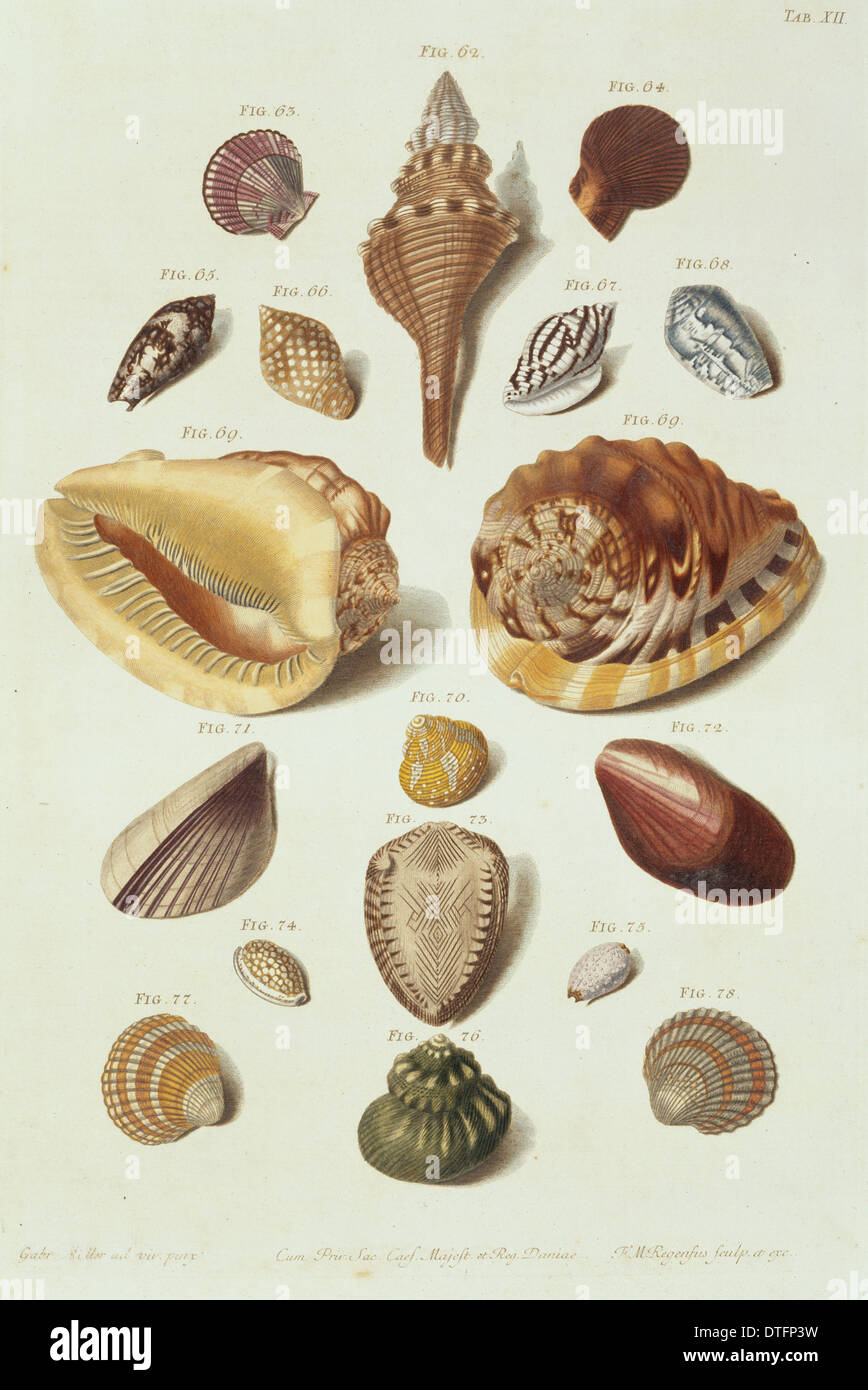Collection of shells Stock Photo - Alamy