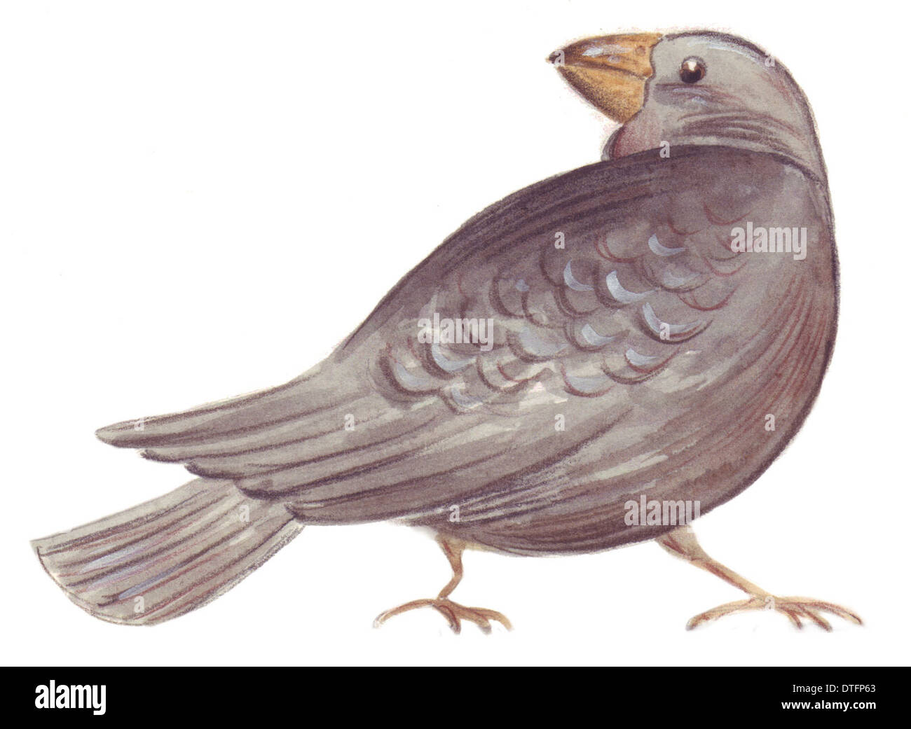 Darwin hi-res stock photography and images - Alamy